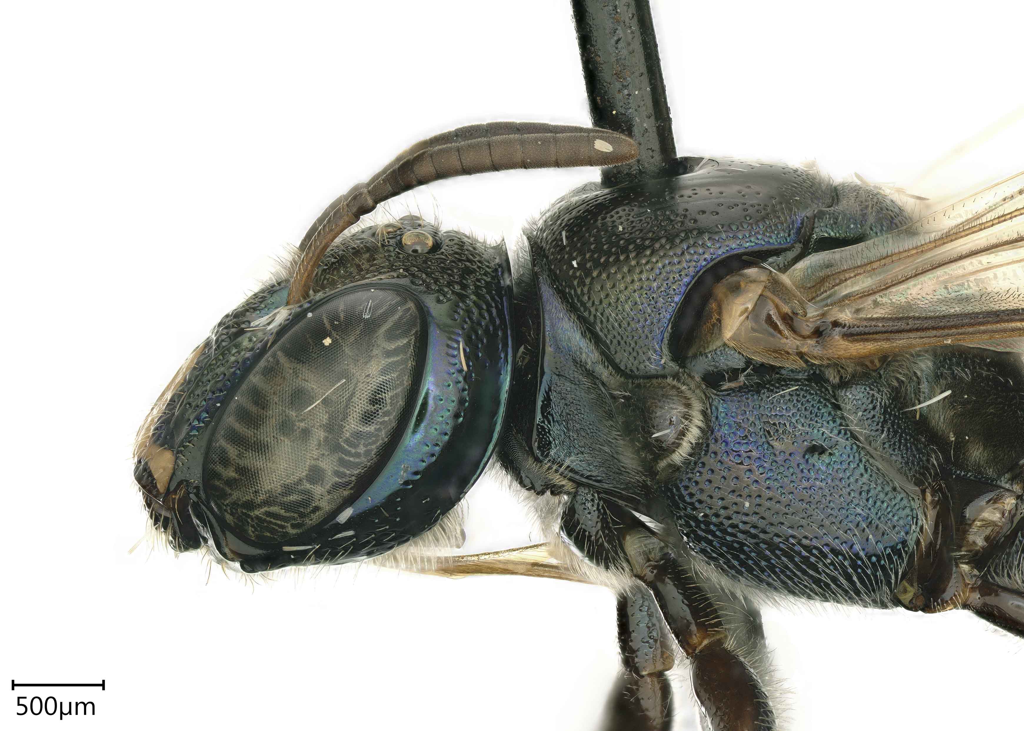 Ceratina (Calloceratina) | Exotic Bee ID