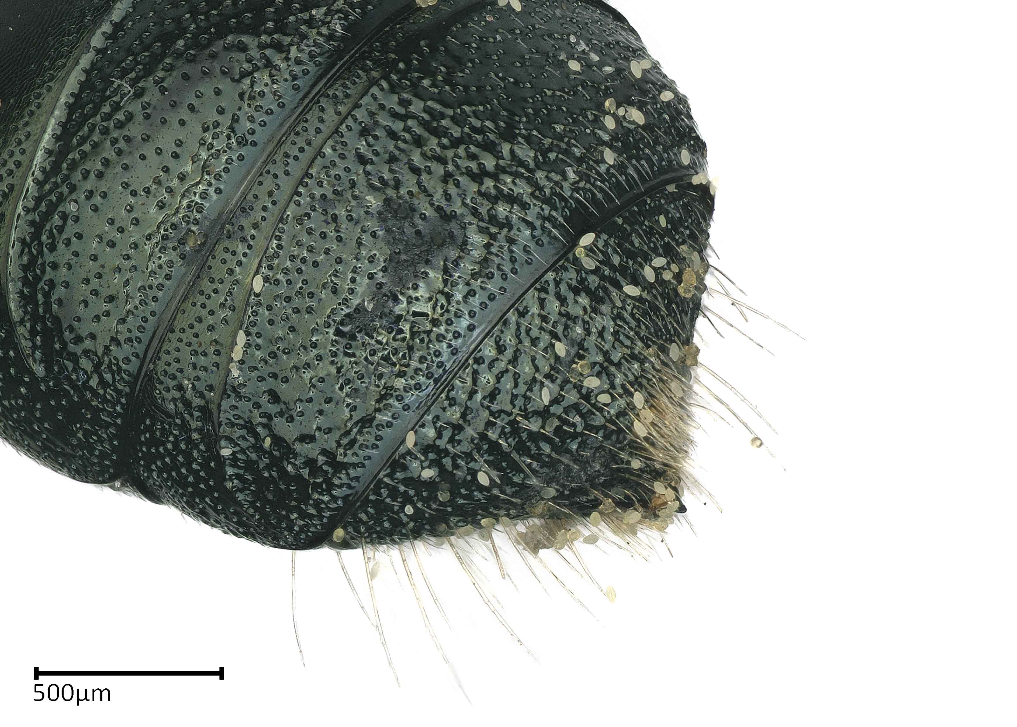 Ceratina (Zadontomerus) | Exotic Bee ID