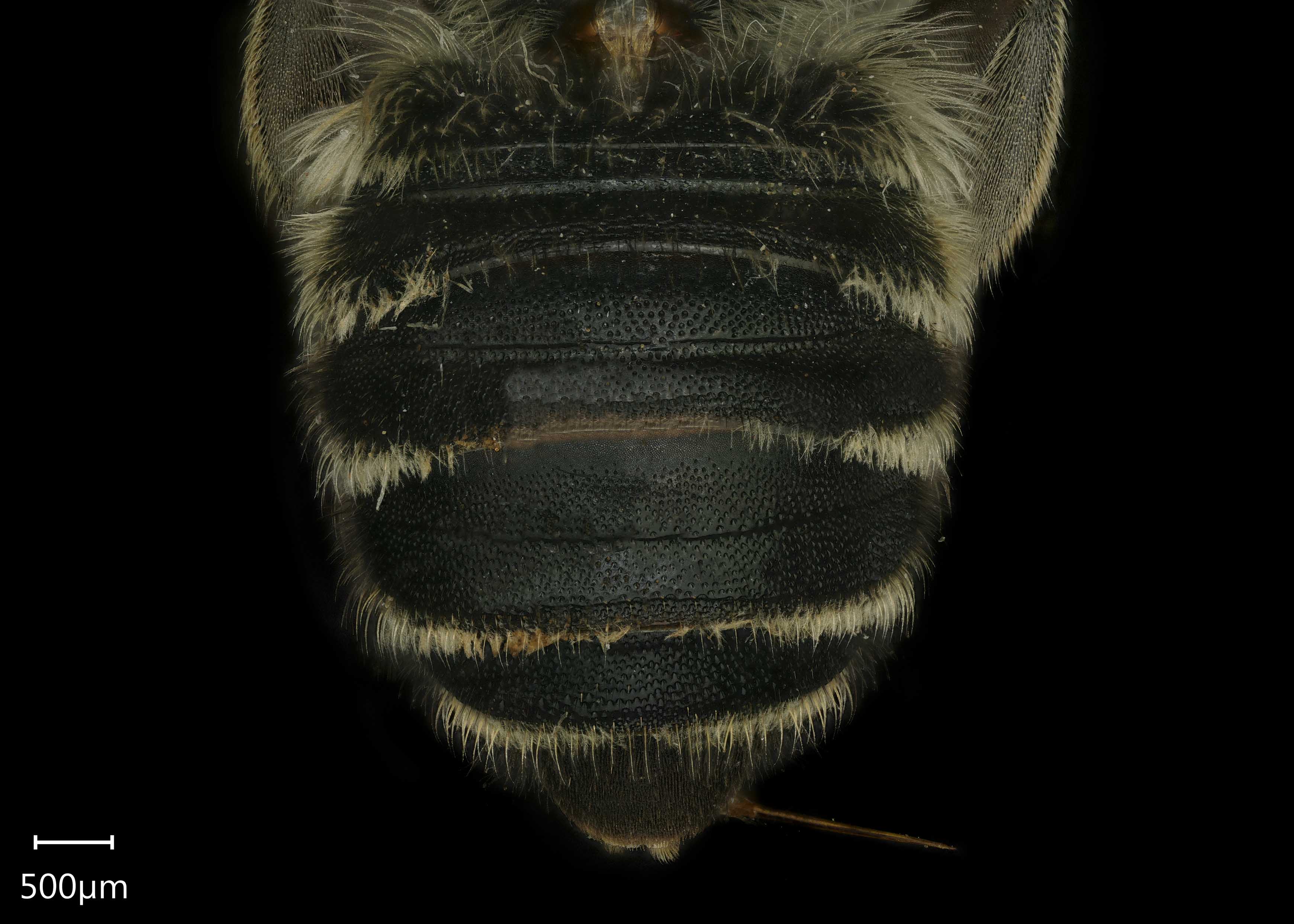 Megachile #40; Megachile #41; | Exotic Bee ID