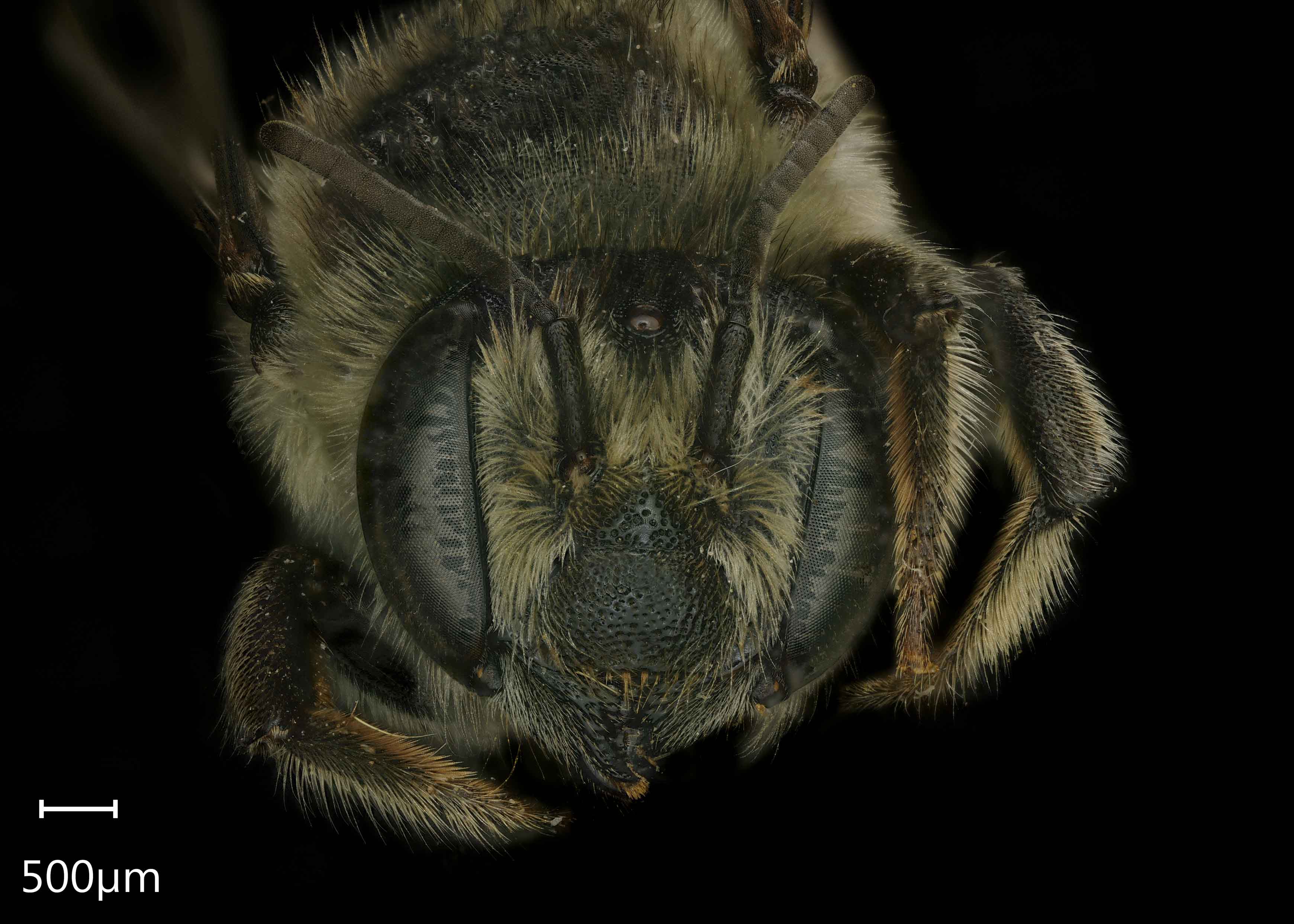 Megachile #40; Megachile #41; | Exotic Bee ID