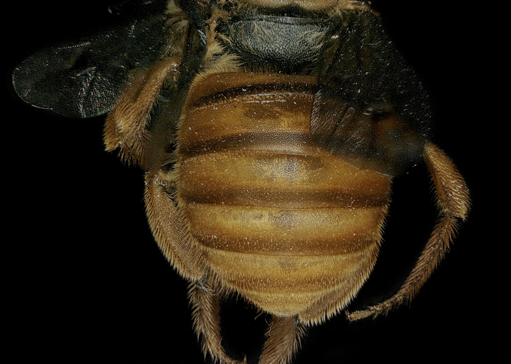 Trachusoides | Exotic Bee ID