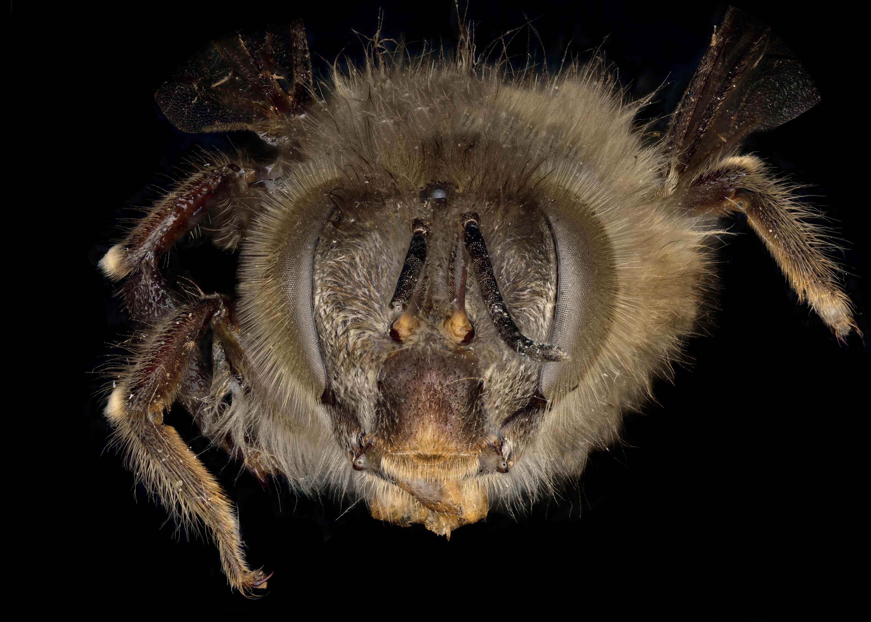 Apis cerana | Exotic Bee ID