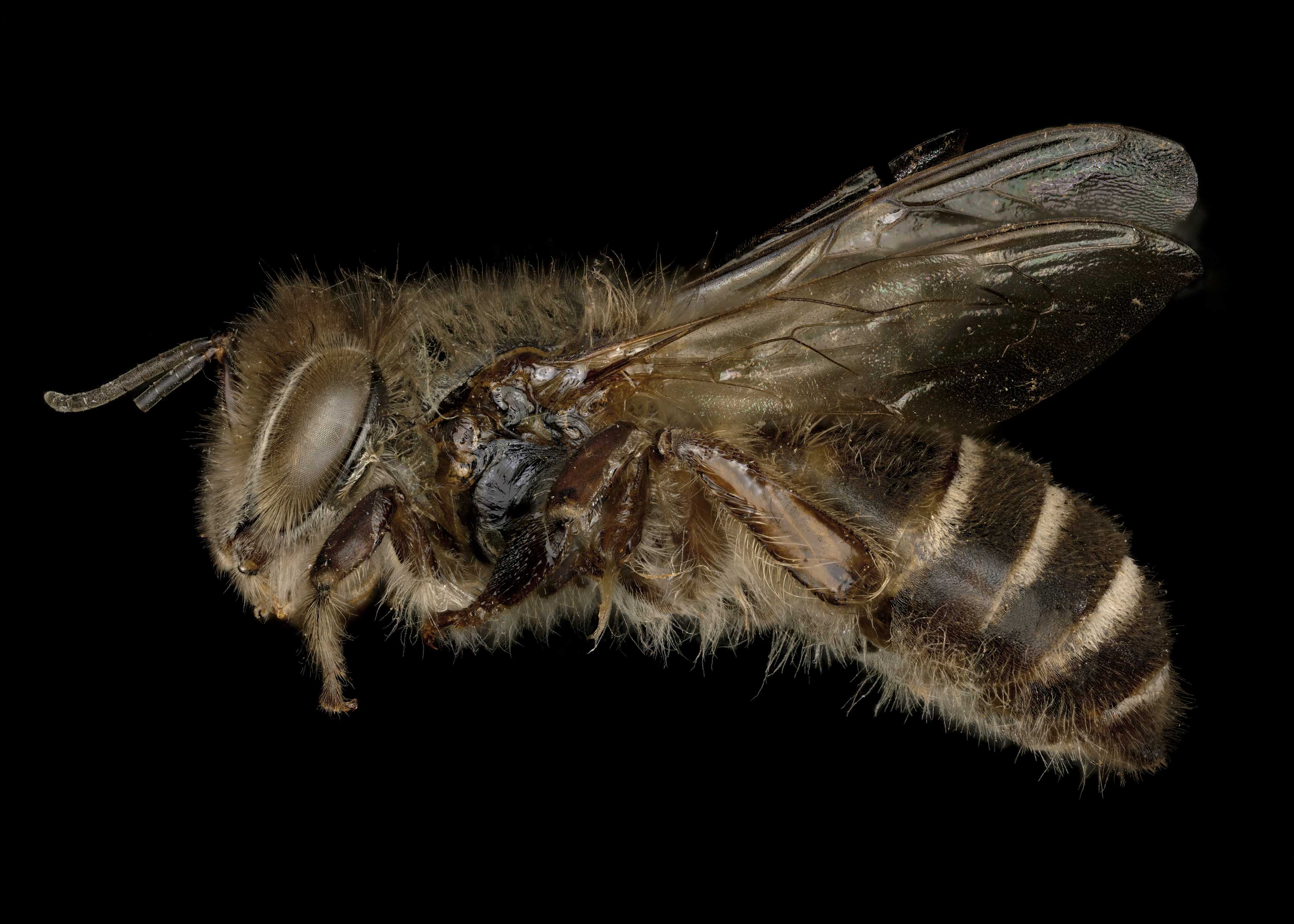 Apis cerana | Exotic Bee ID