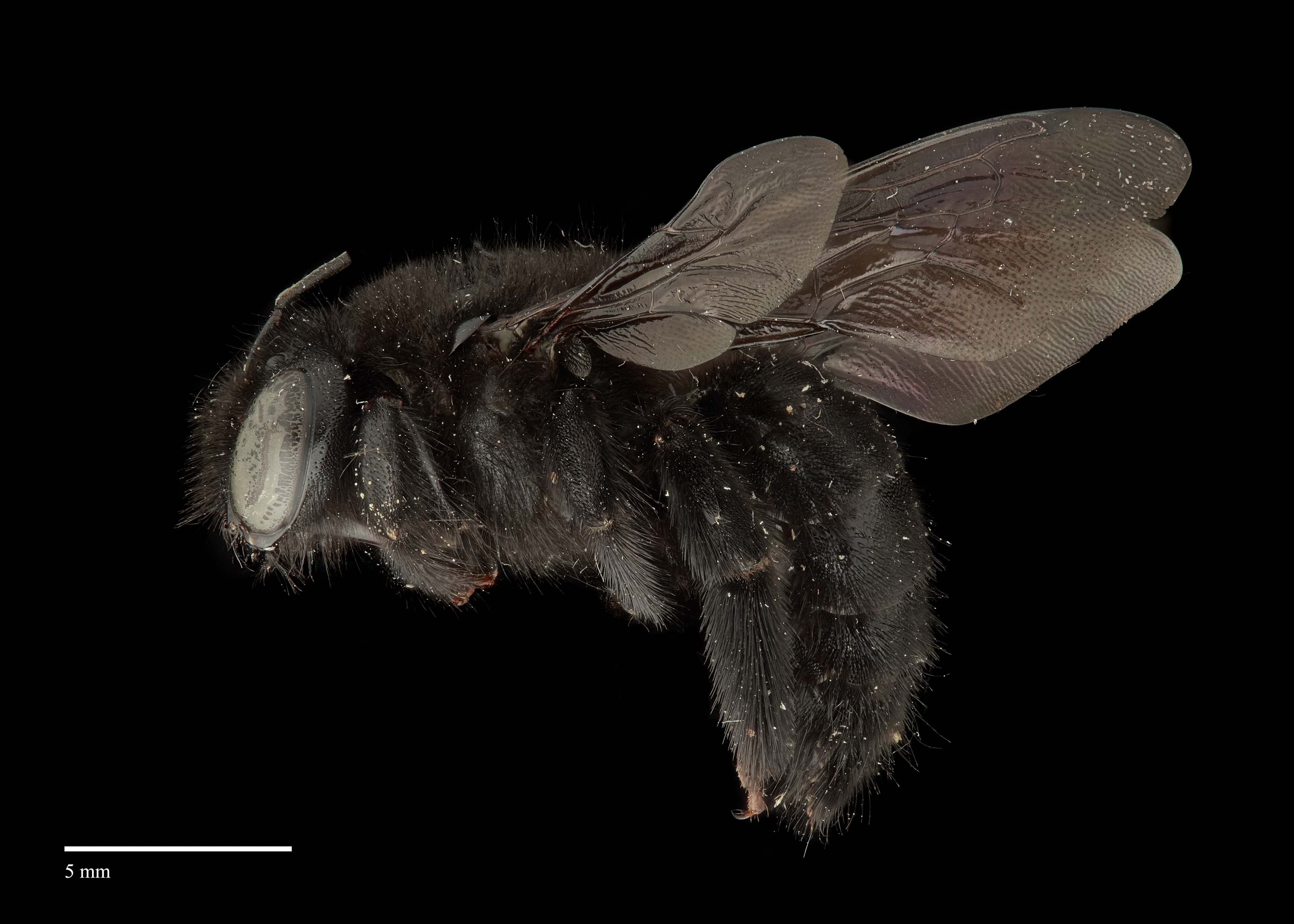 Stenoxylocopa | Exotic Bee ID