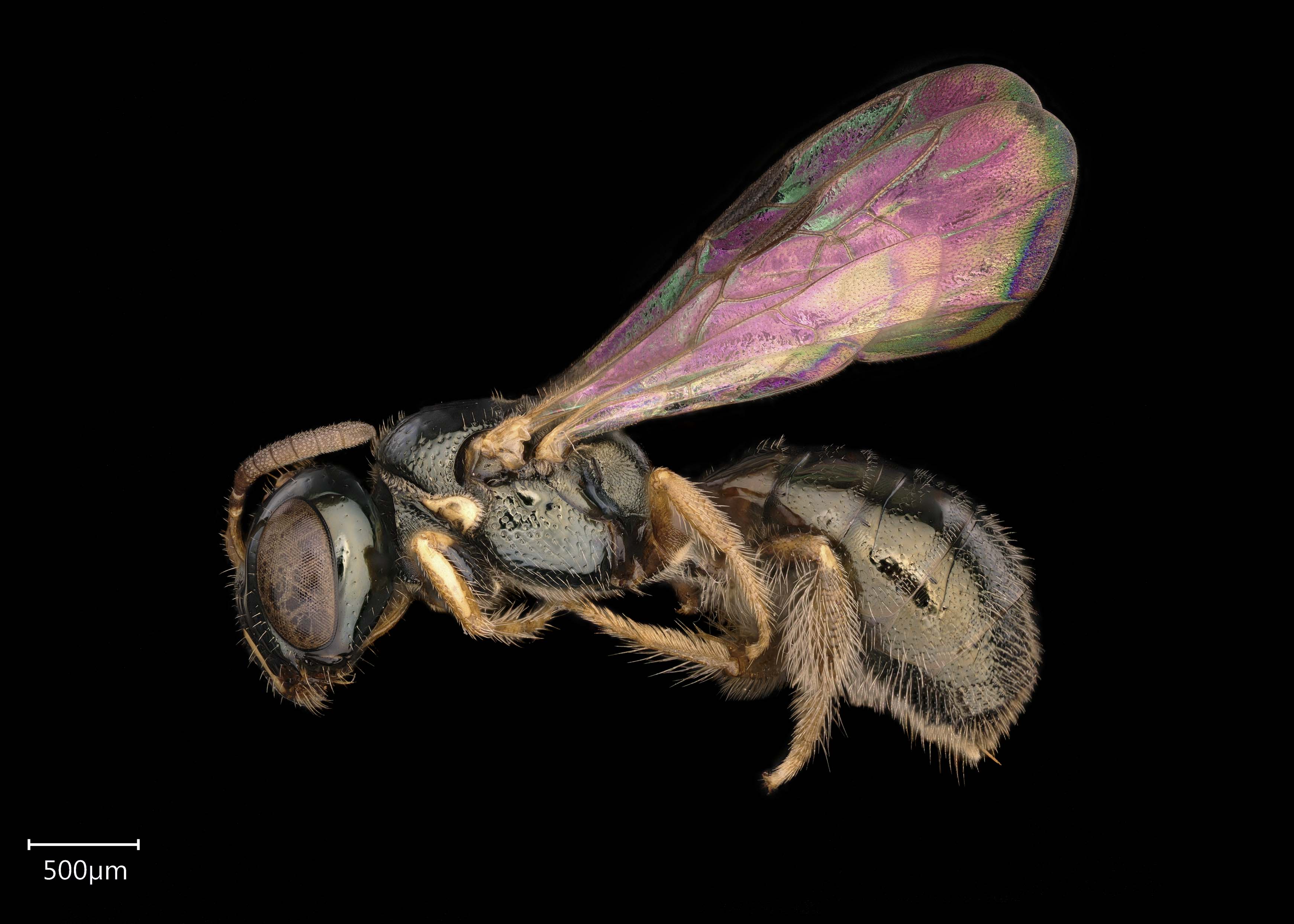 Ceratina #40; Ceratinula #41; | Exotic Bee ID