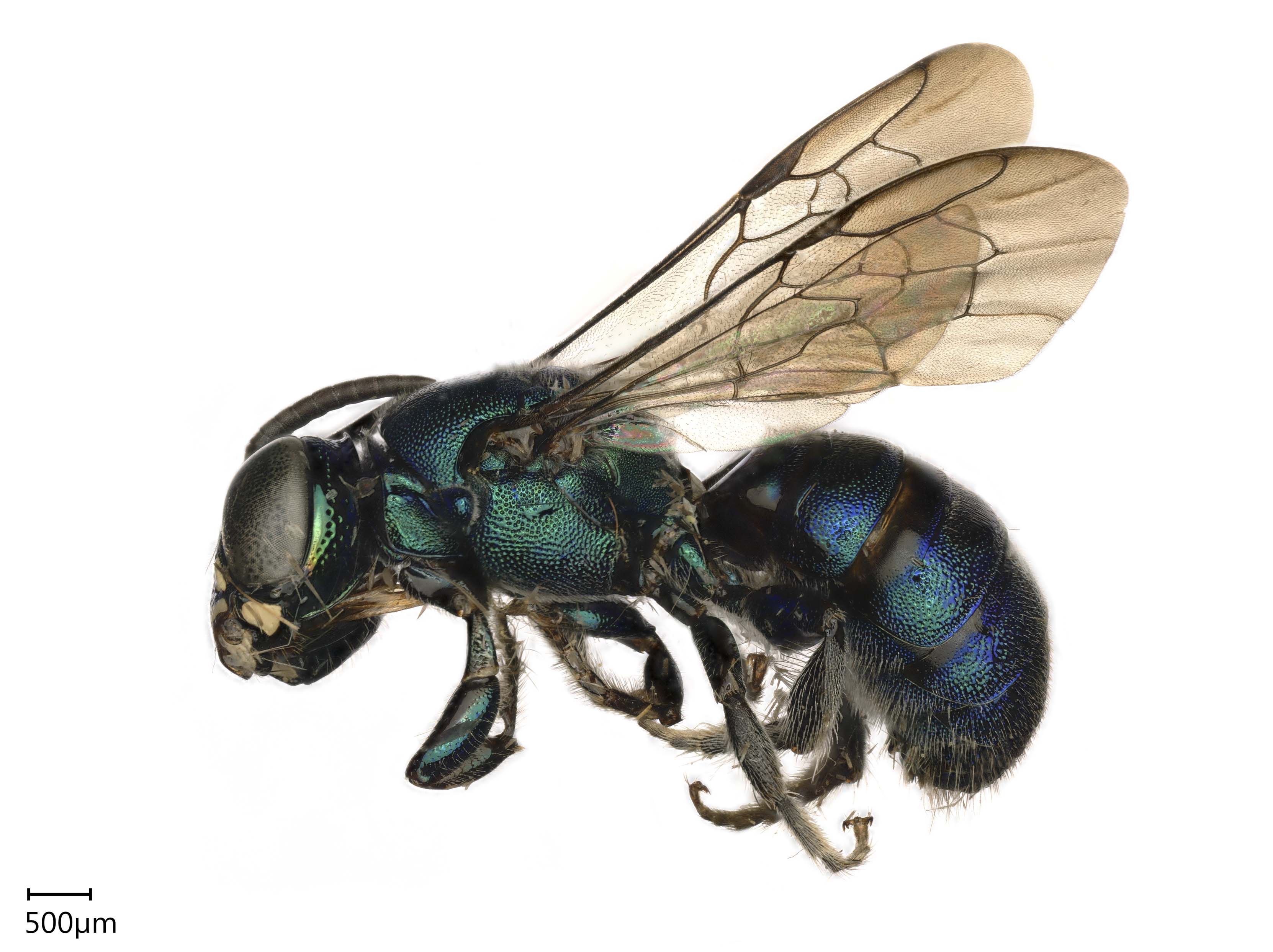 Ceratina (Calloceratina) | Exotic Bee ID