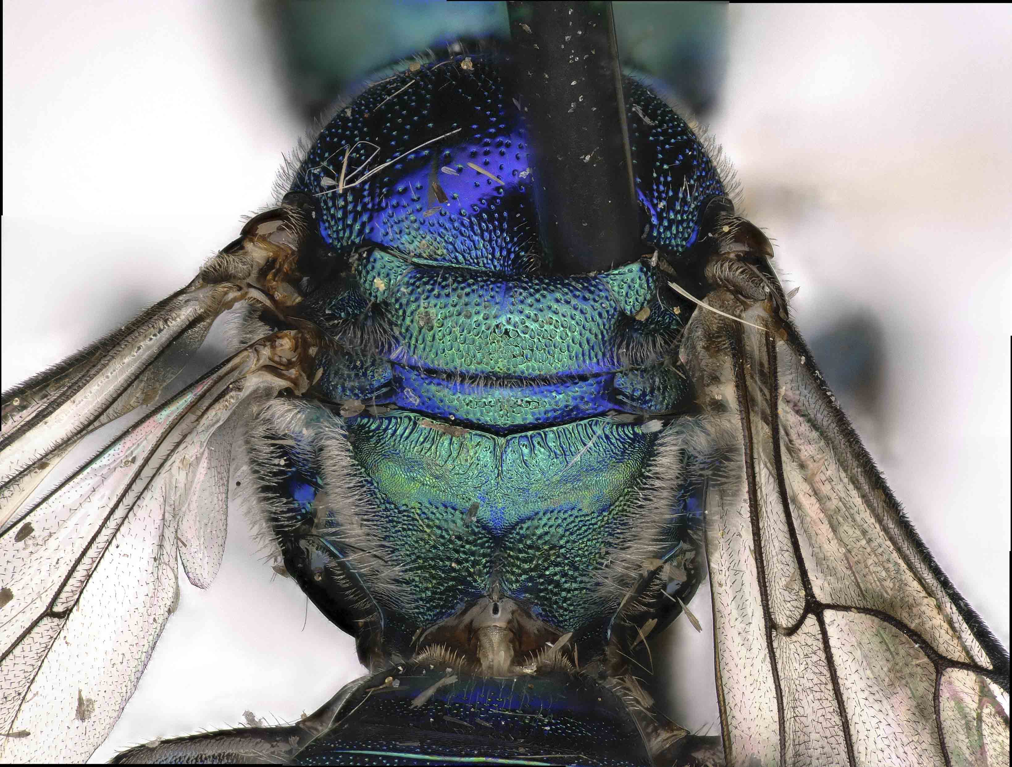 Ceratina (Calloceratina) | Exotic Bee ID