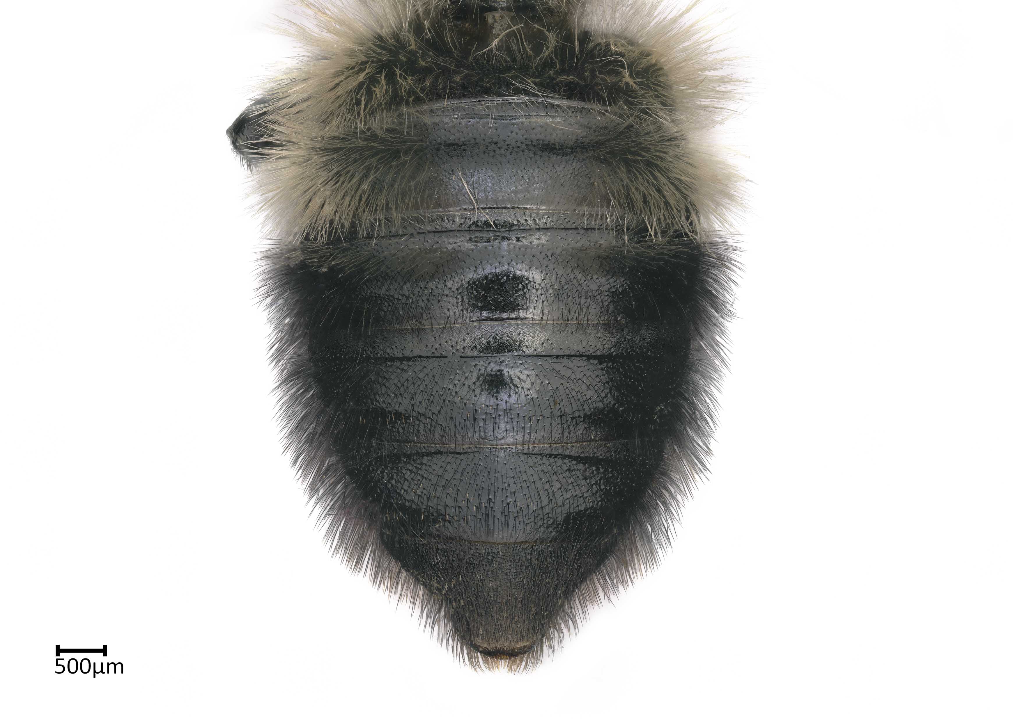 Megachile #40; Xanthosarus #41; | Exotic Bee ID