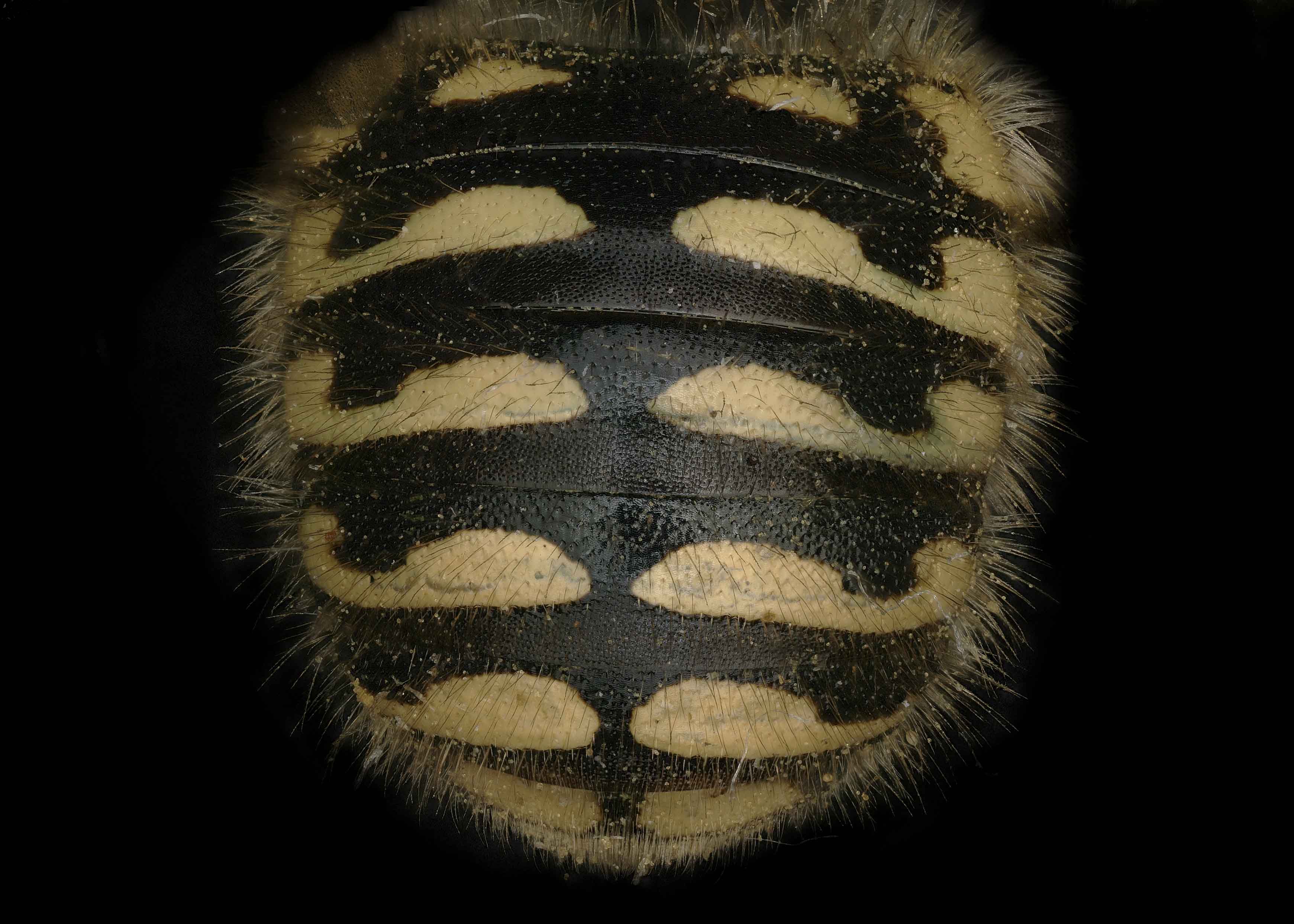 Anthidium palliventre | Exotic Bee ID