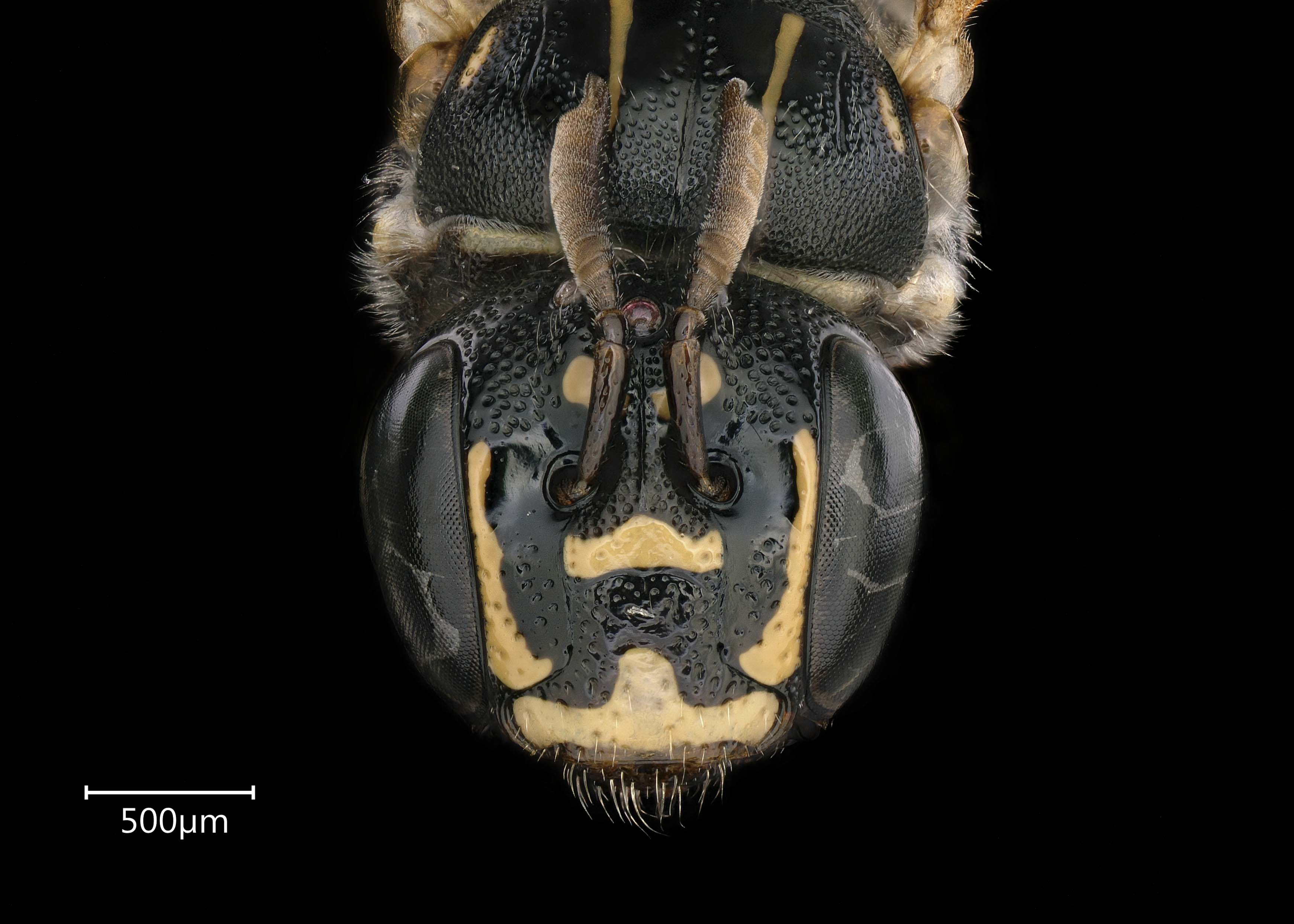 Ceratina (Ceratinidia) | Exotic Bee ID