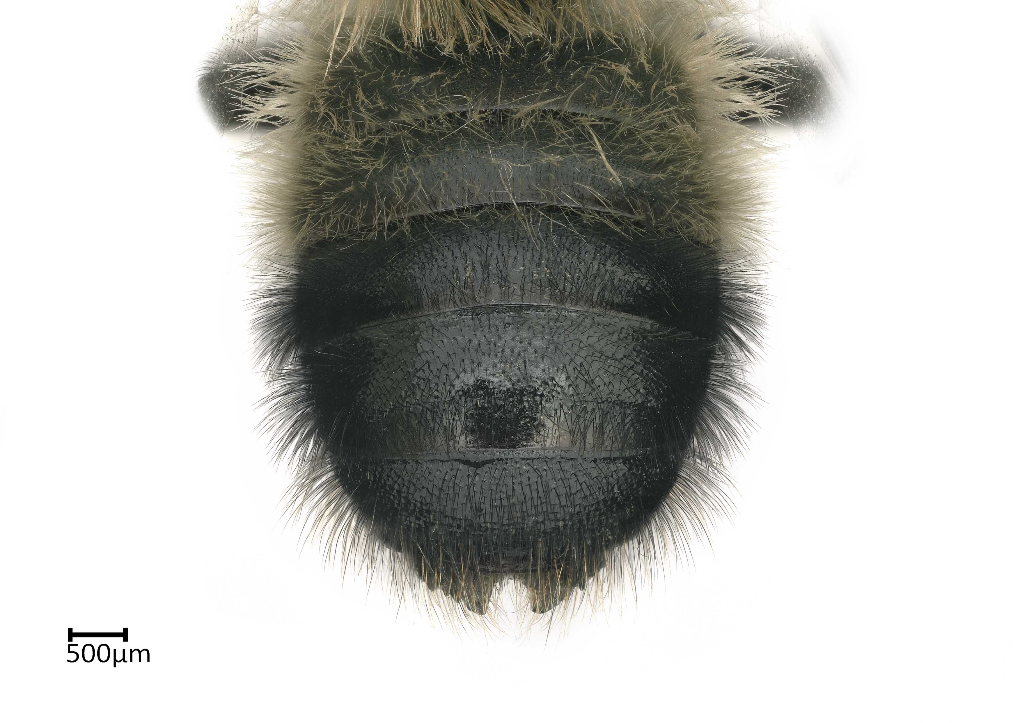 Megachile #40; Xanthosarus #41; | Exotic Bee ID