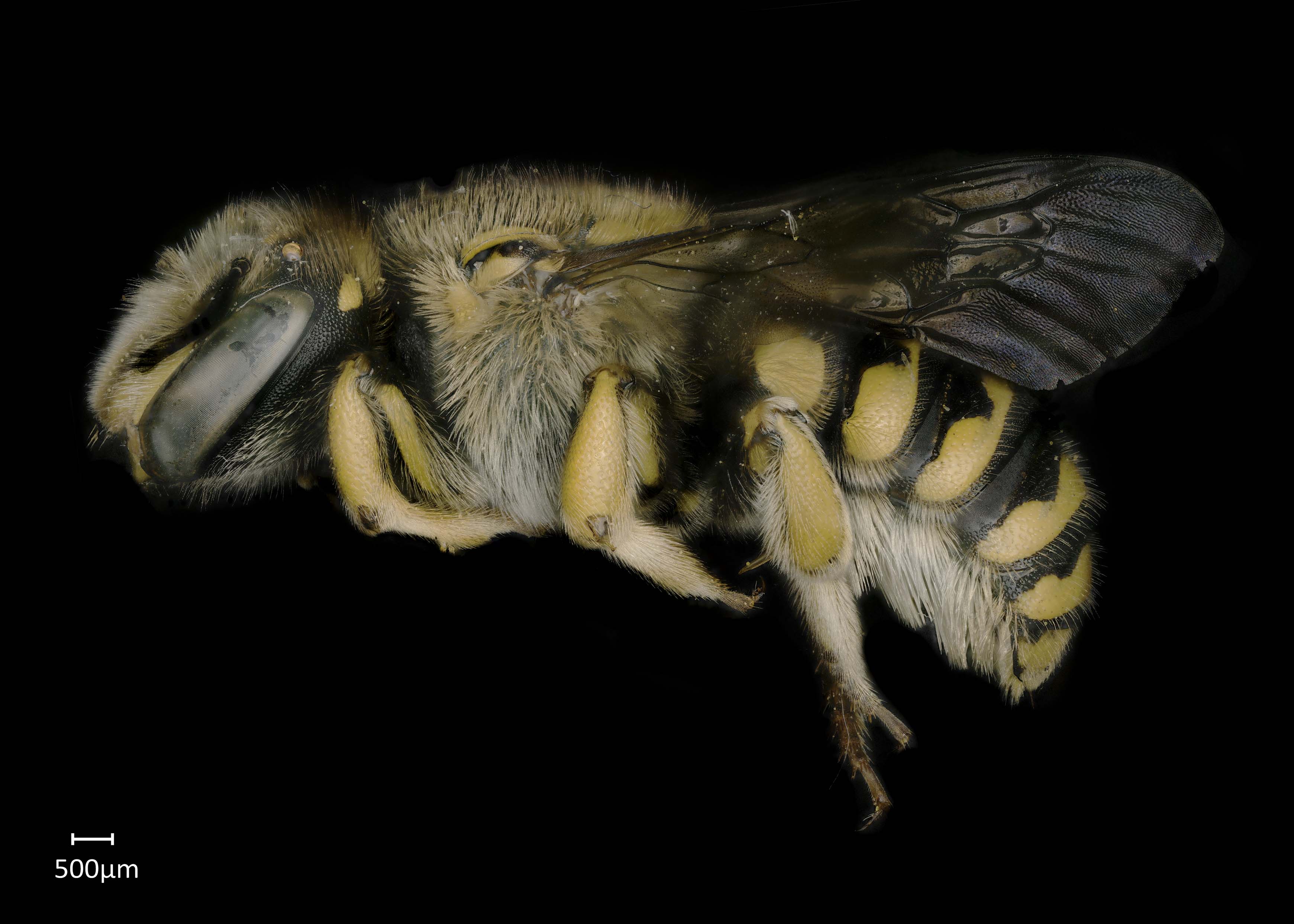 Anthidium placitum | Exotic Bee ID