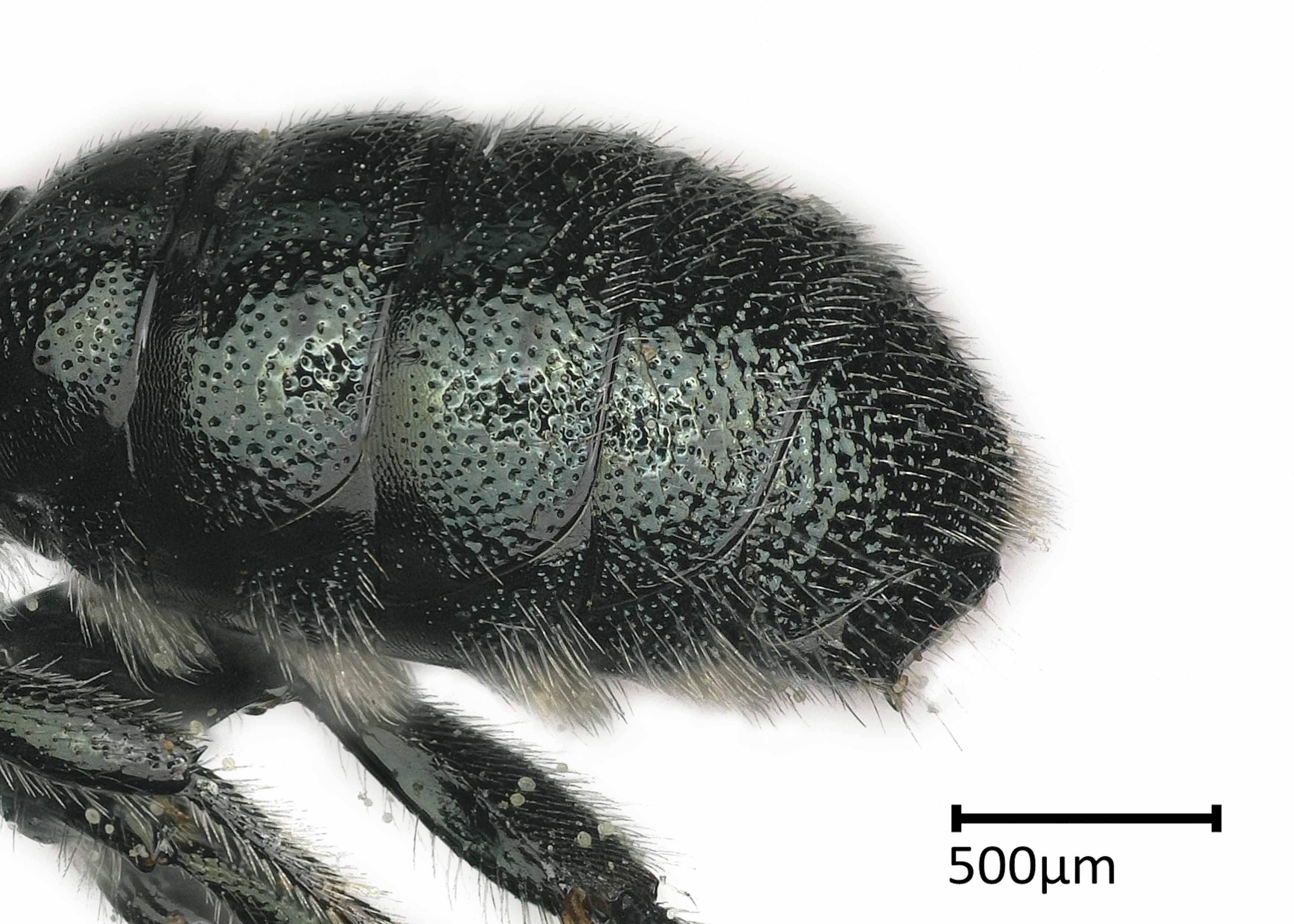 Ceratina (Zadontomerus) | Exotic Bee ID