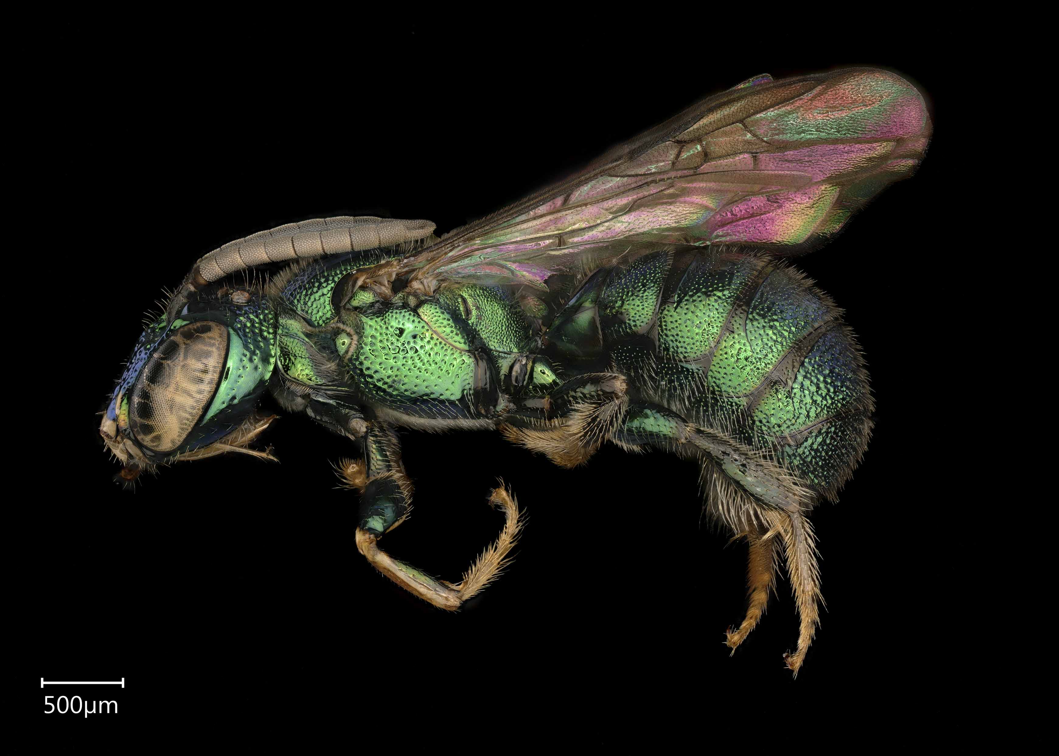 Ceratina #40; Ceratinula #41; | Exotic Bee ID