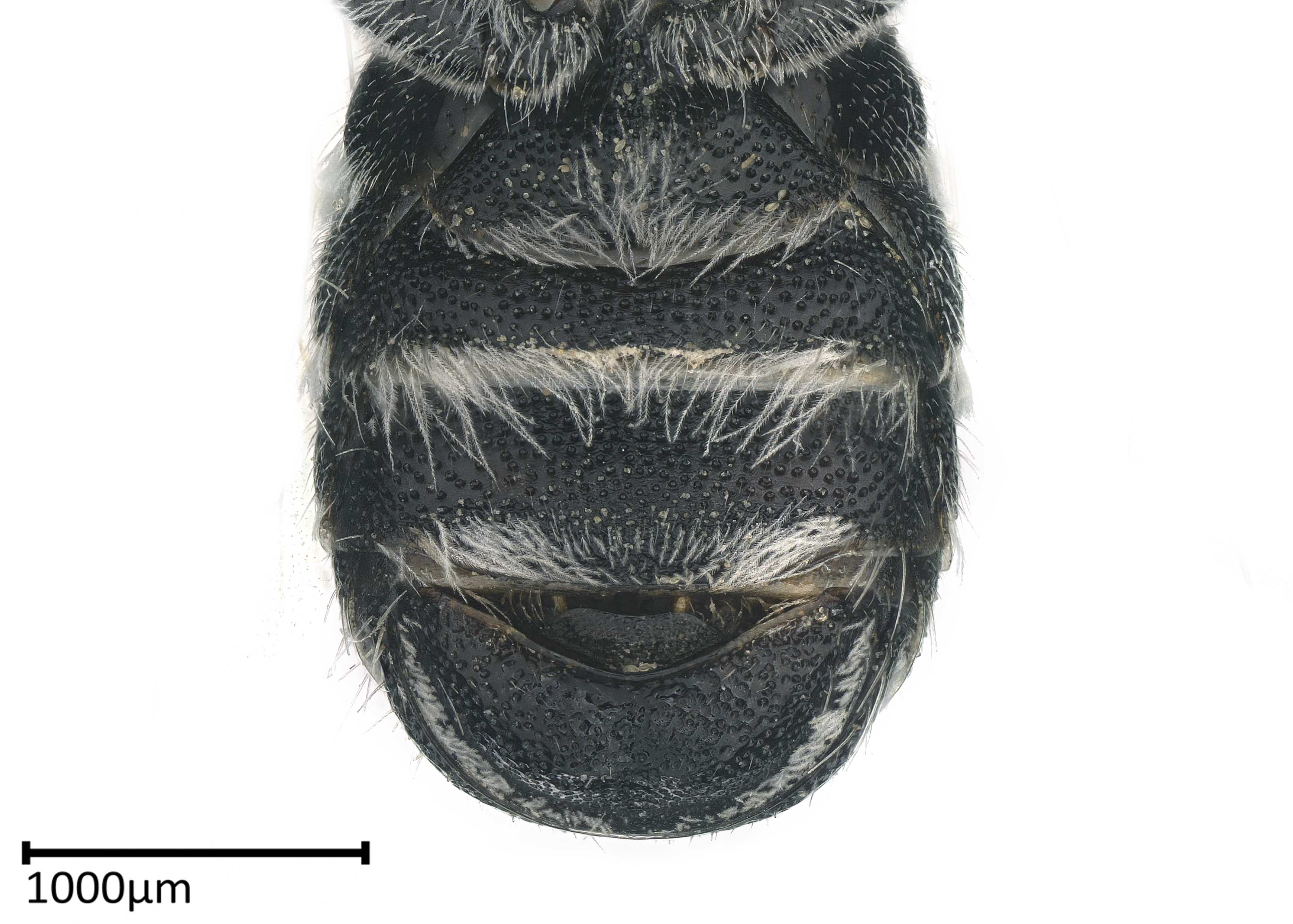 Chelostomoides | Exotic Bee ID