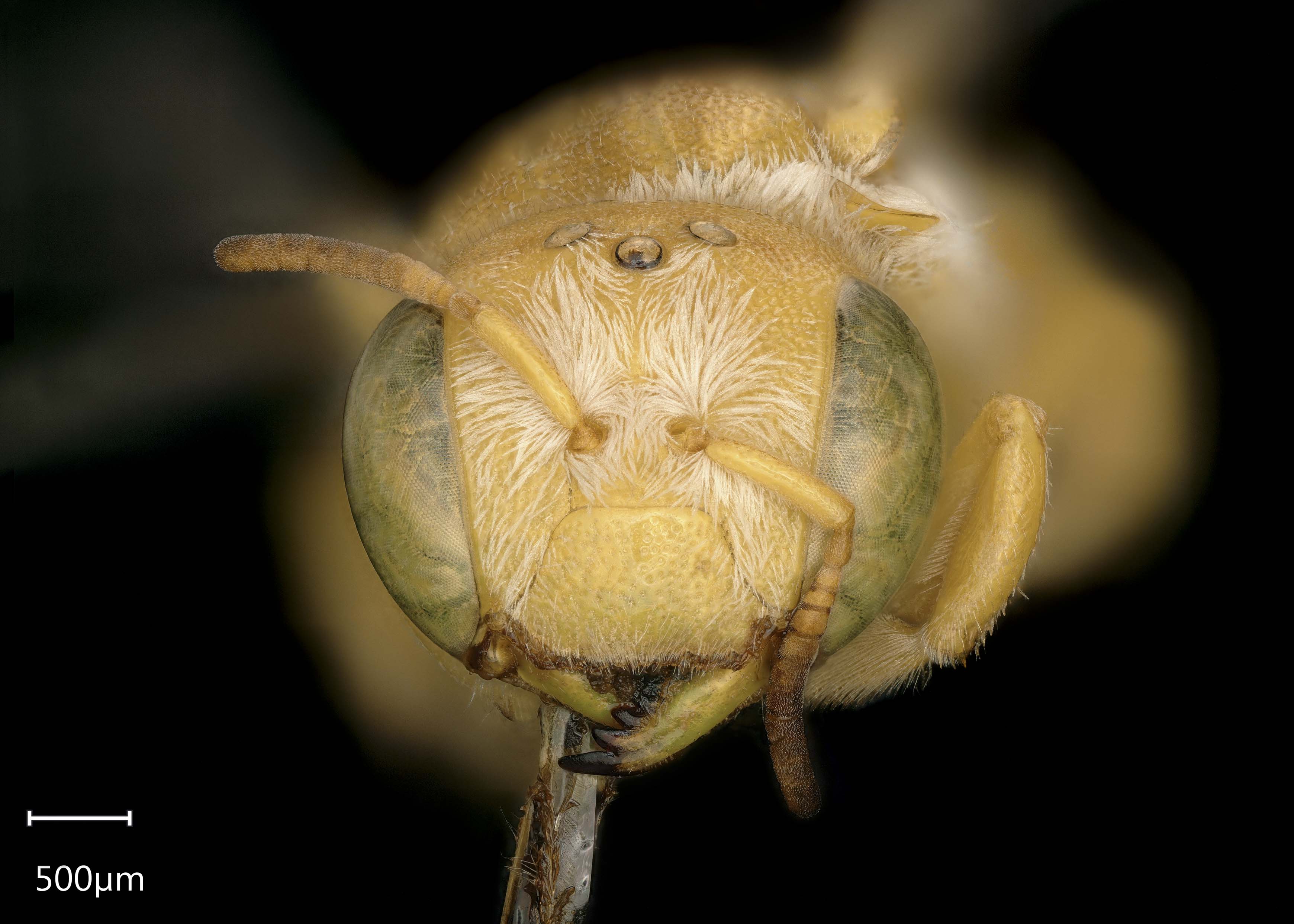 Anthidium #40; Turkanthidium #41; | Exotic Bee ID