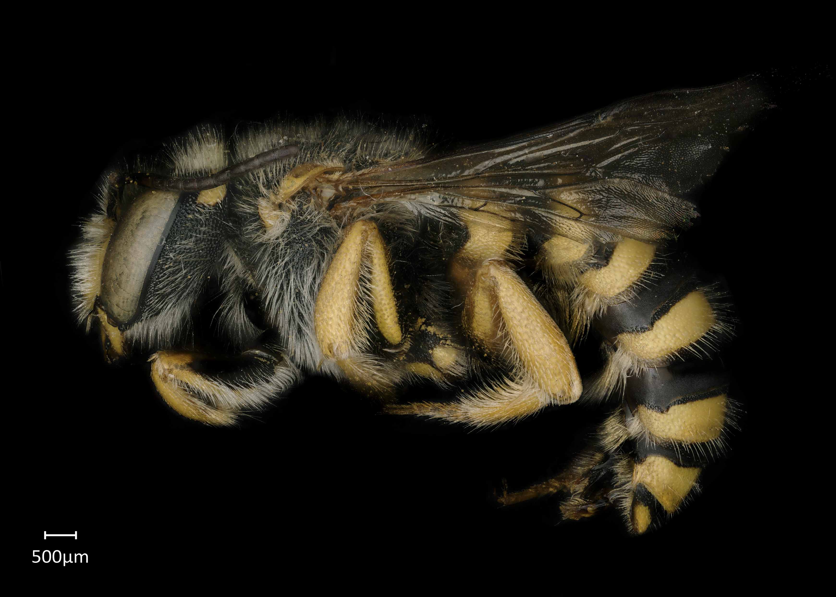 Anthidium oblongatum | Exotic Bee ID