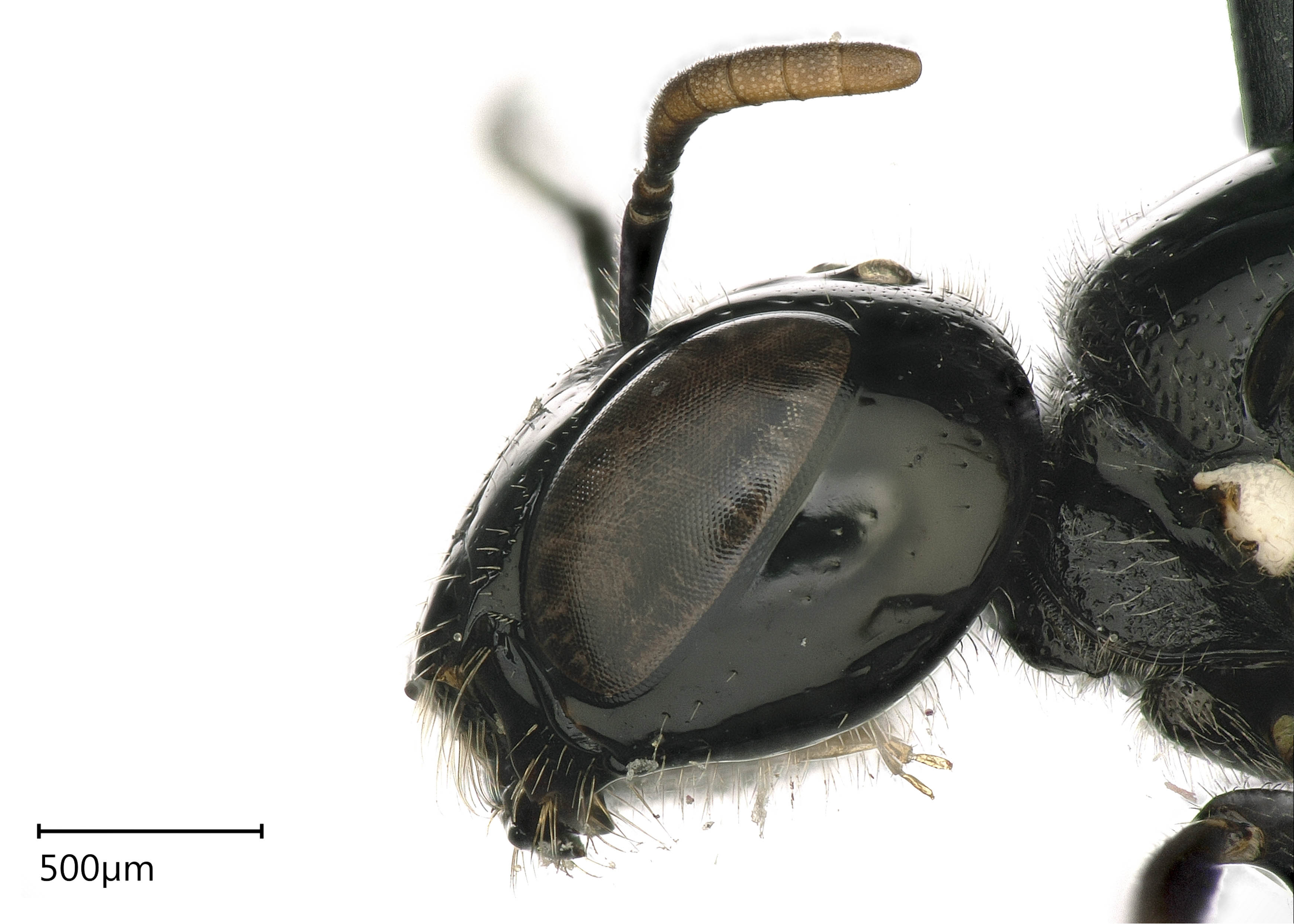 Ceratina #40; Ceratina #41; | Exotic Bee ID