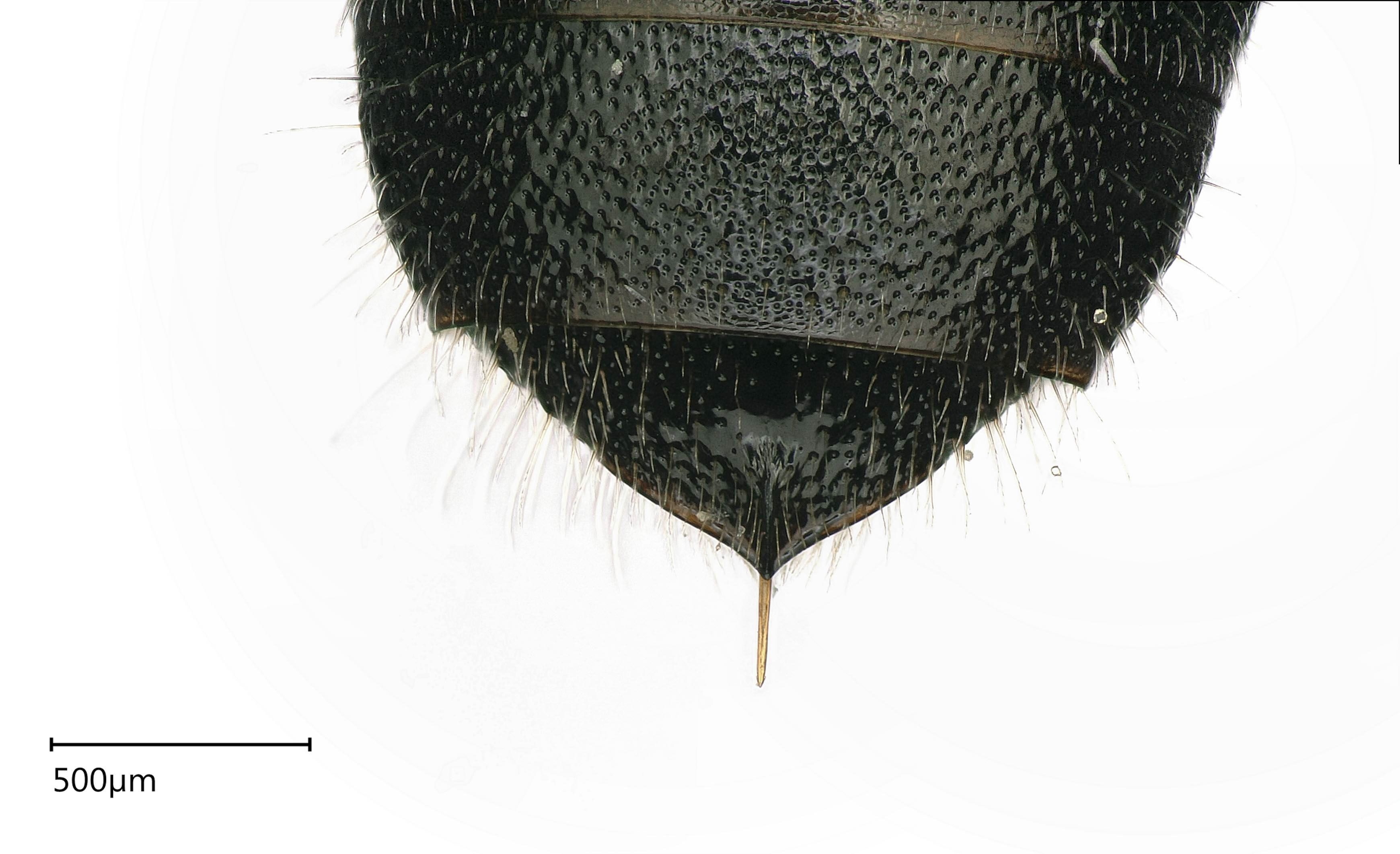 Ceratina #40; Ceratina #41; | Exotic Bee ID