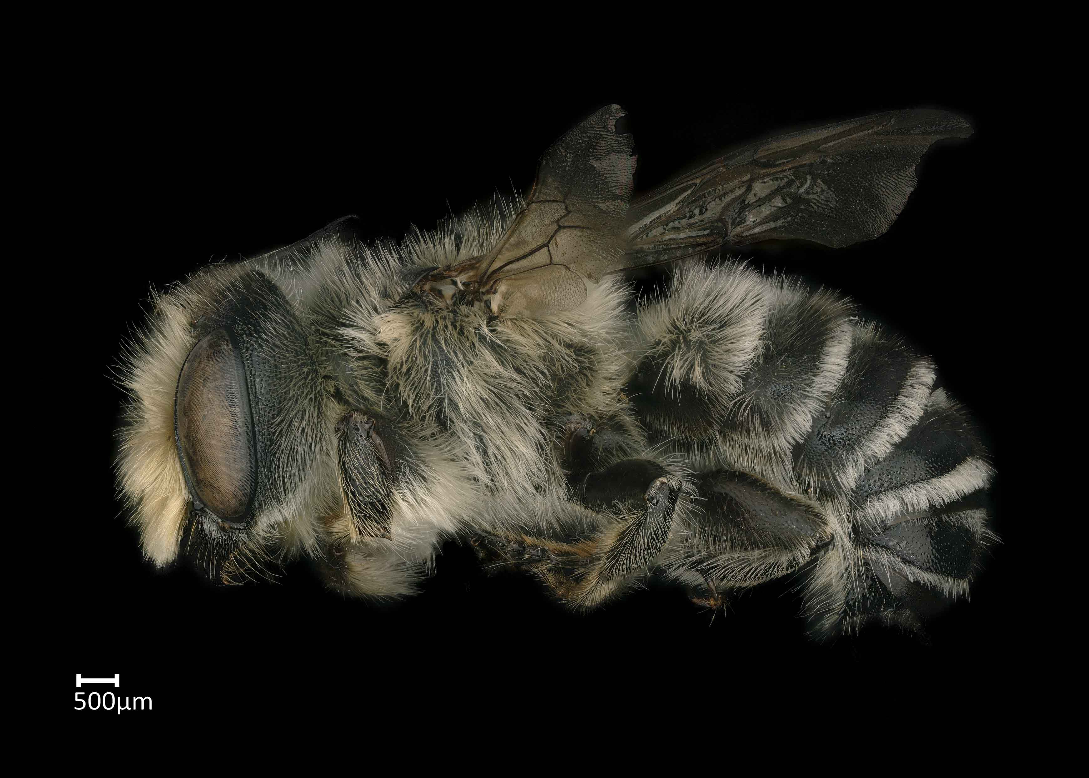 Megachile #40; Addendella #41; | Exotic Bee ID