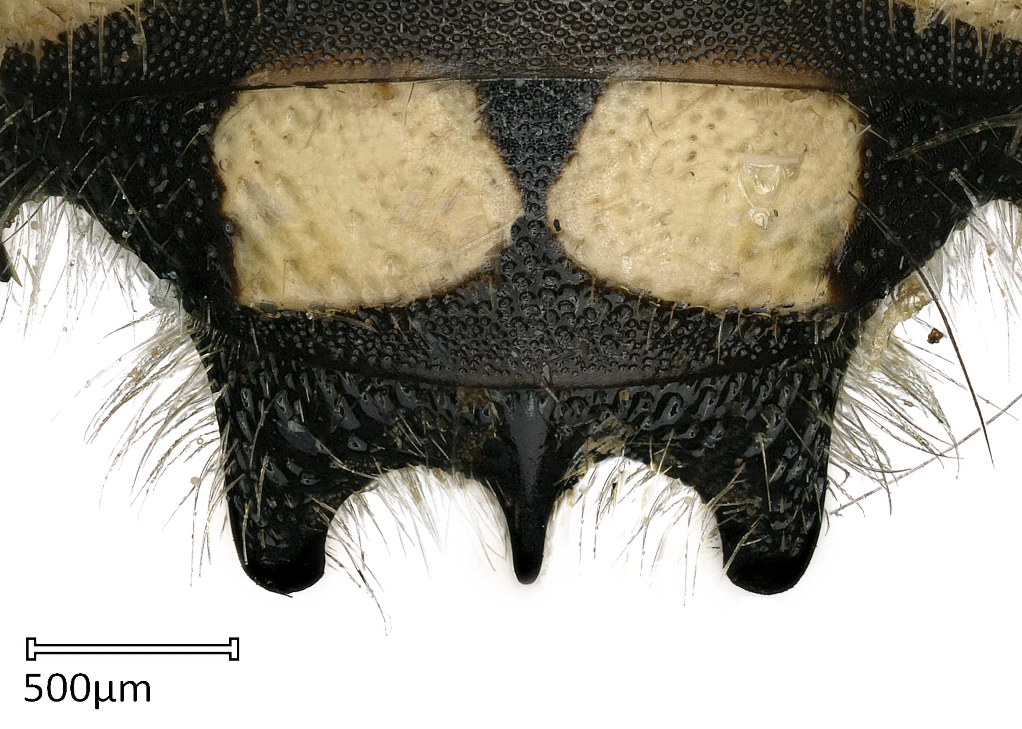 Anthidium maculifrons | Exotic Bee ID
