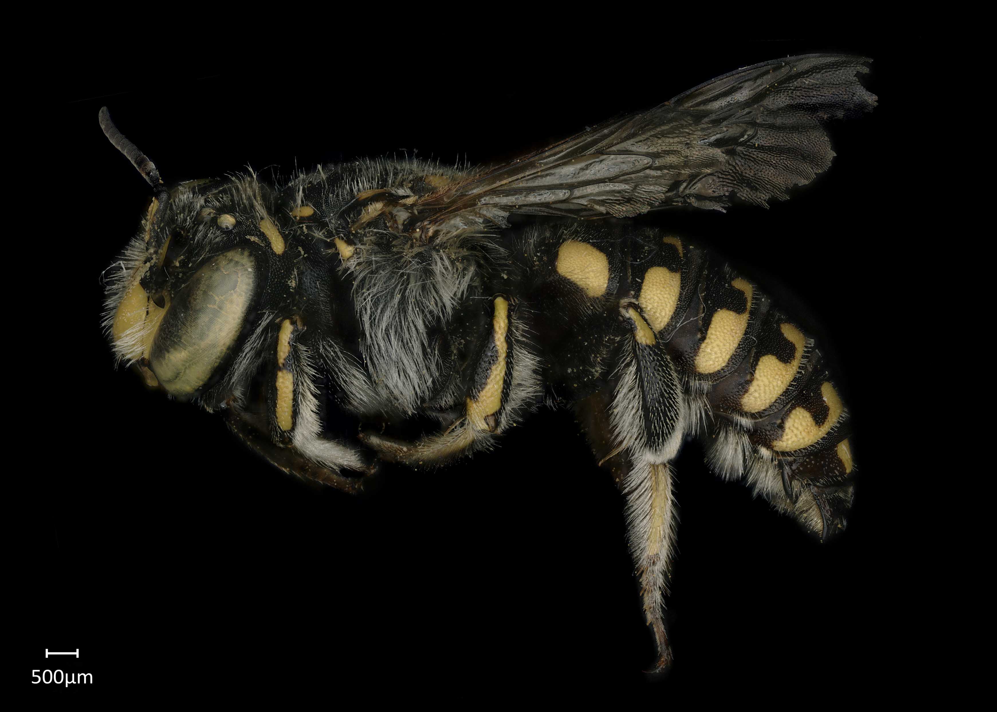 Anthidium maculifrons | Exotic Bee ID