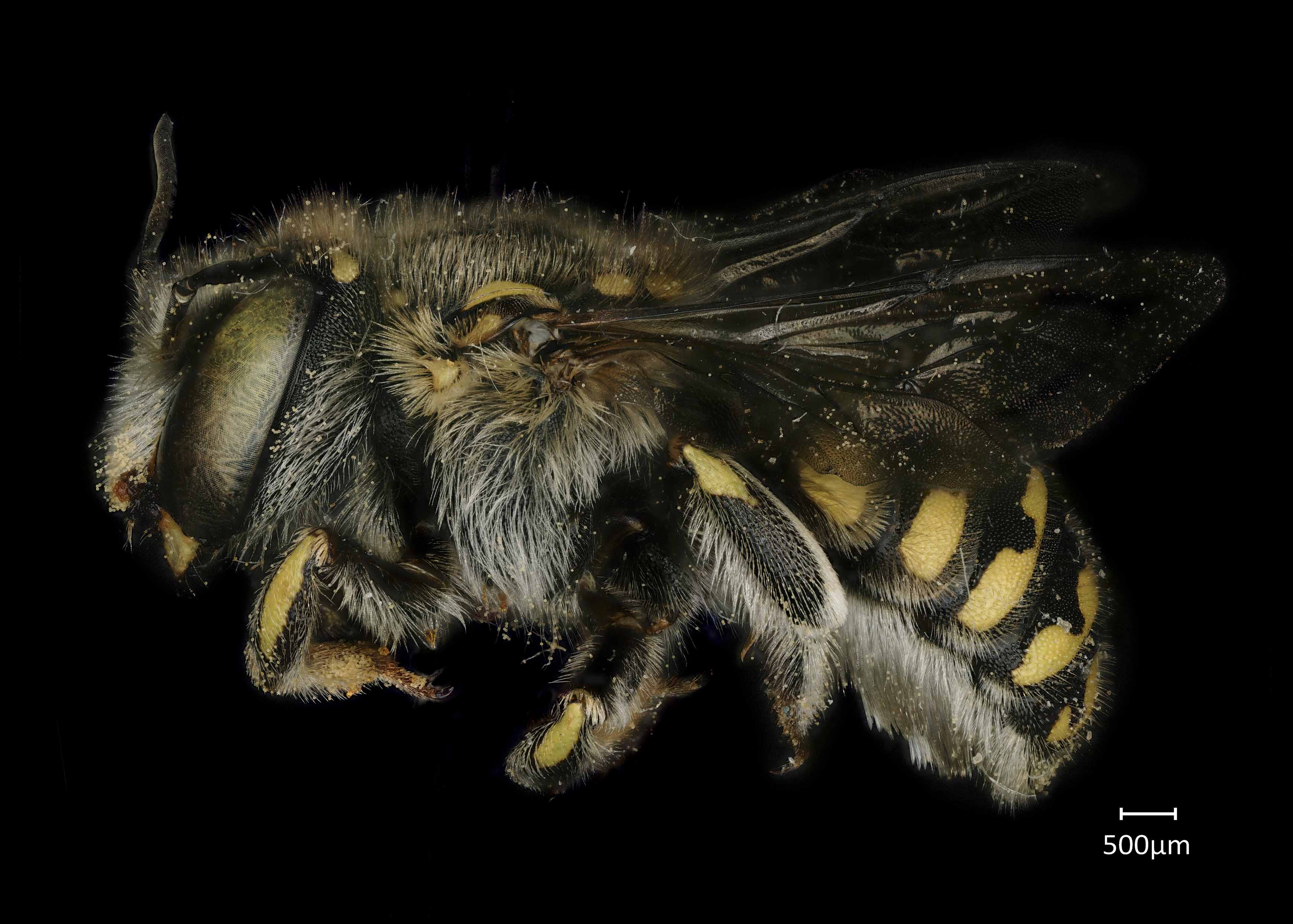 Anthidium (Anthidium) | Exotic Bee ID