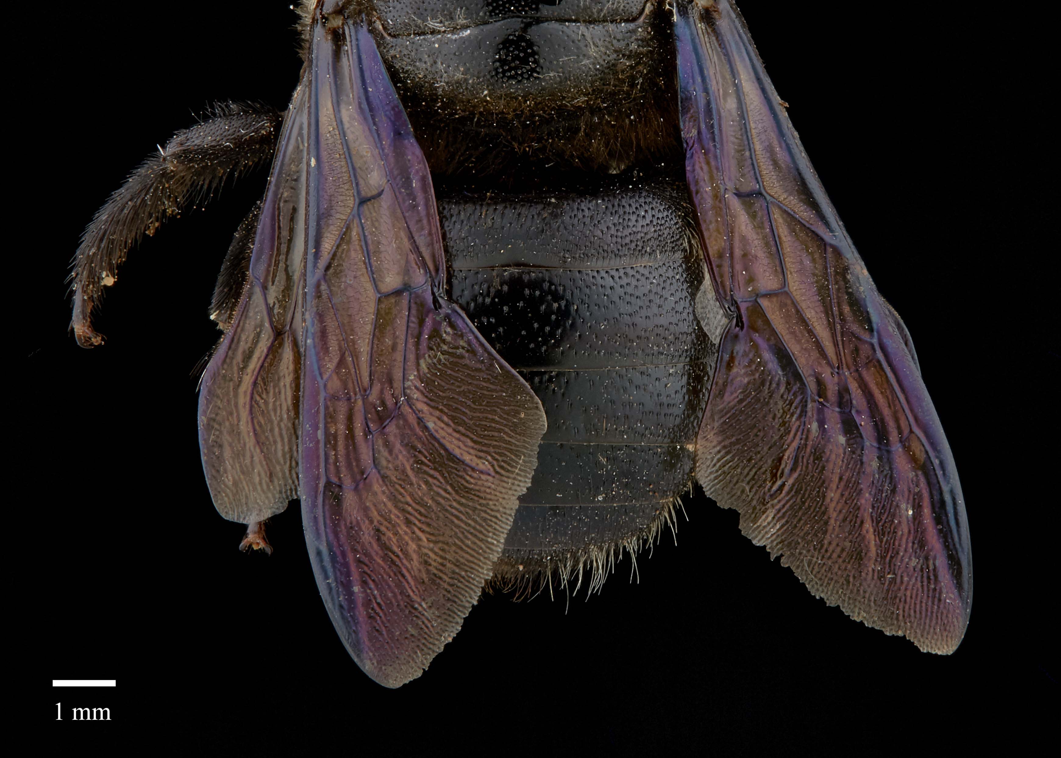 Nodula | Exotic Bee ID