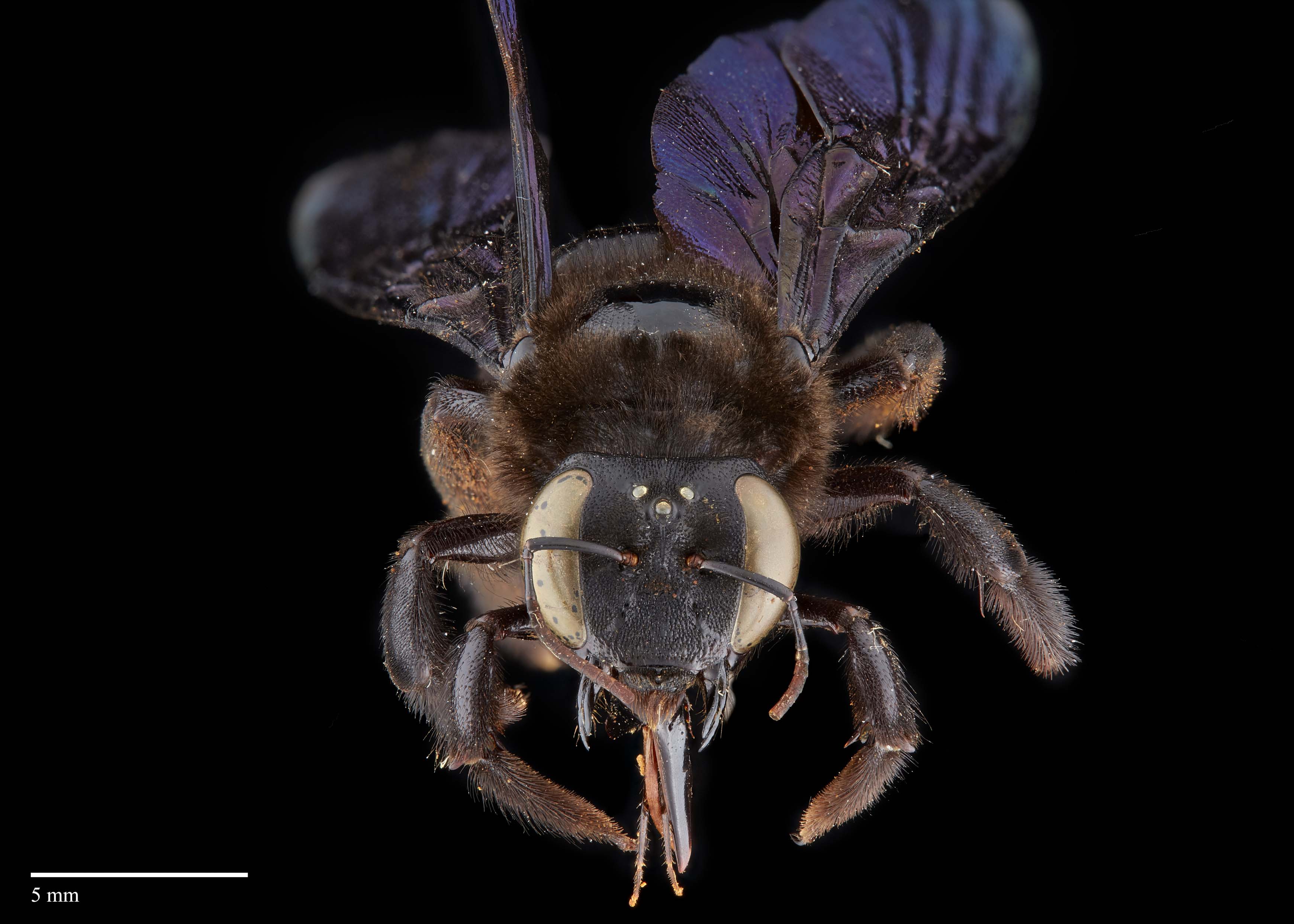 Biluna | Exotic Bee ID