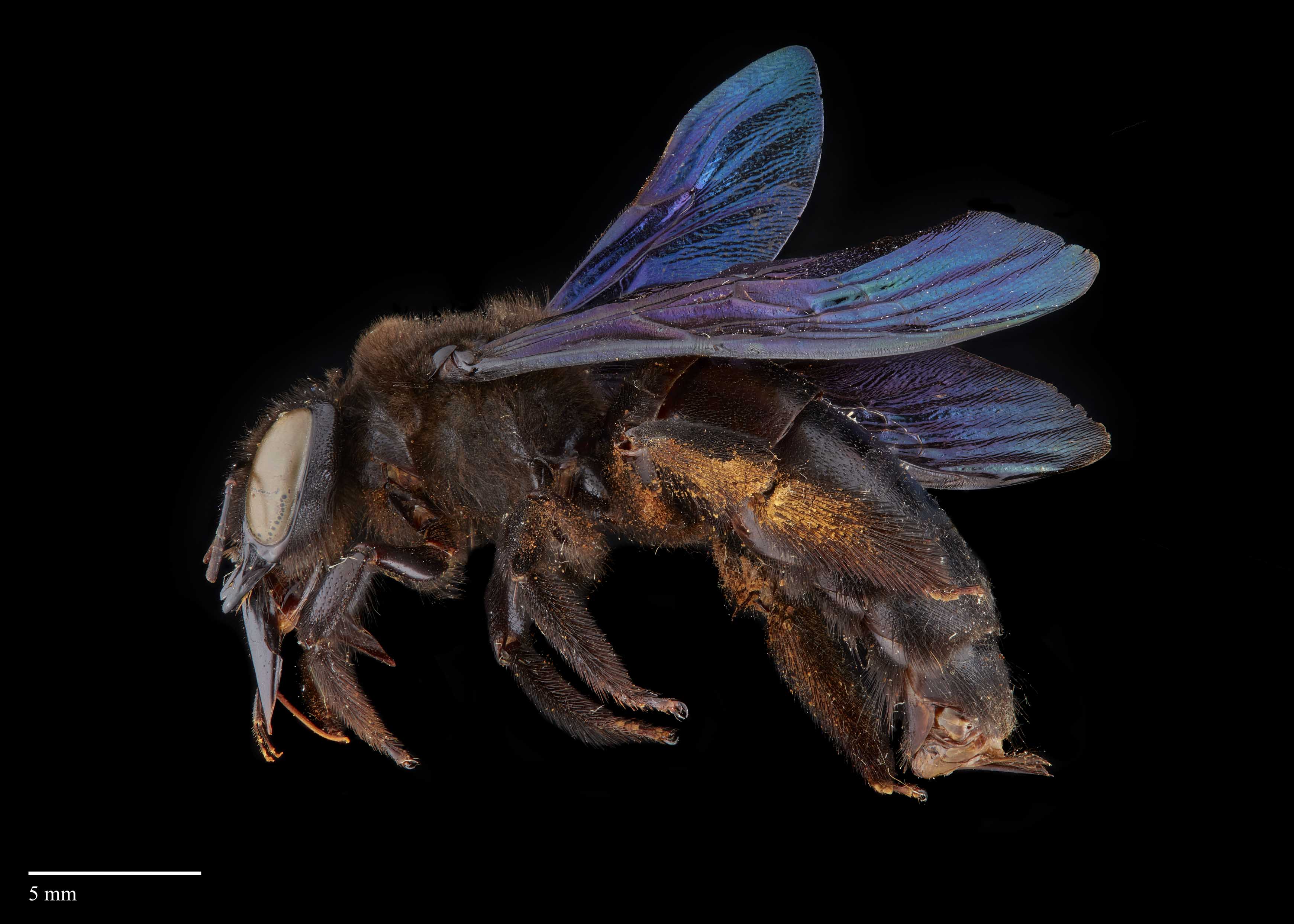 Biluna | Exotic Bee ID