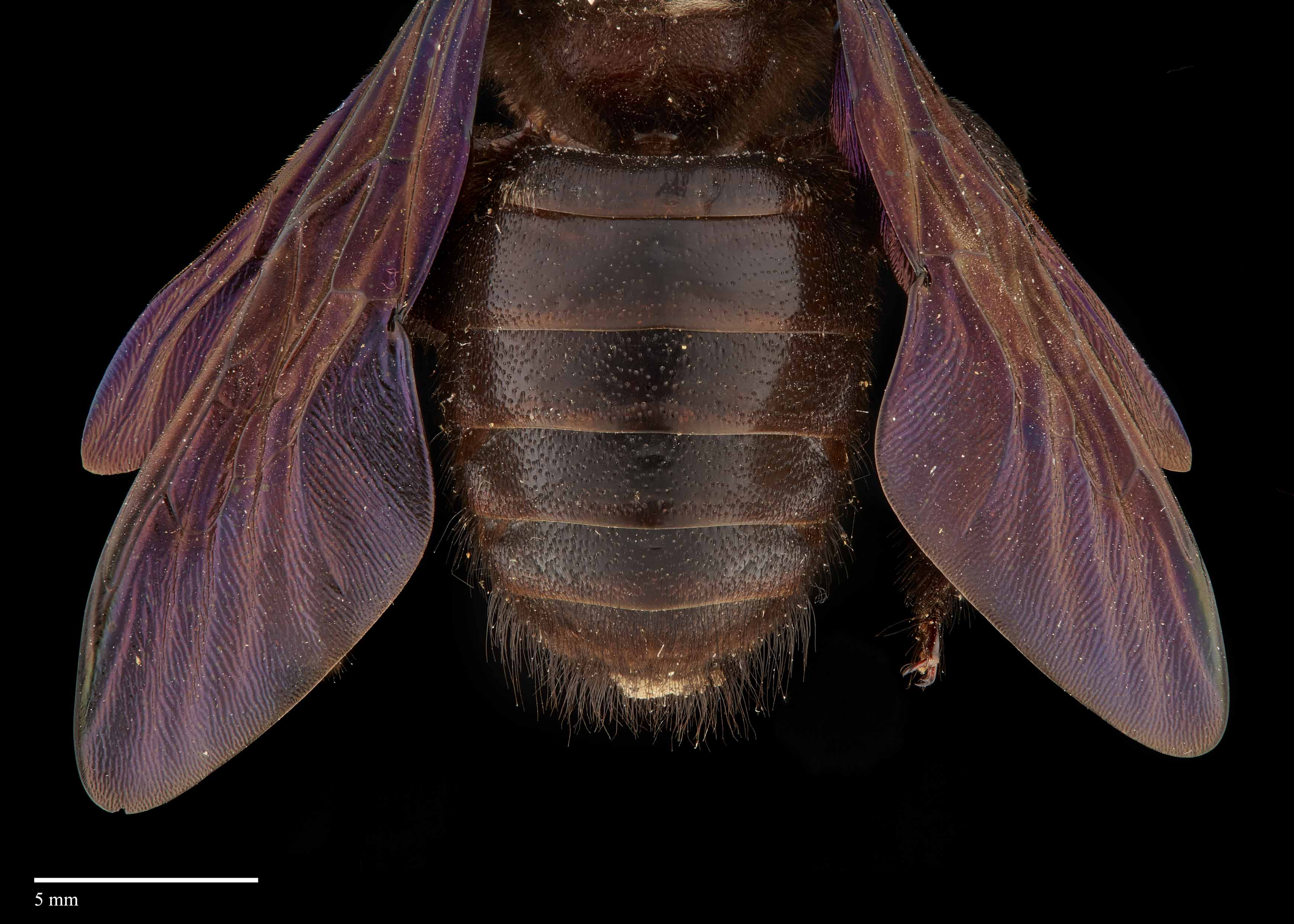 Biluna | Exotic Bee ID