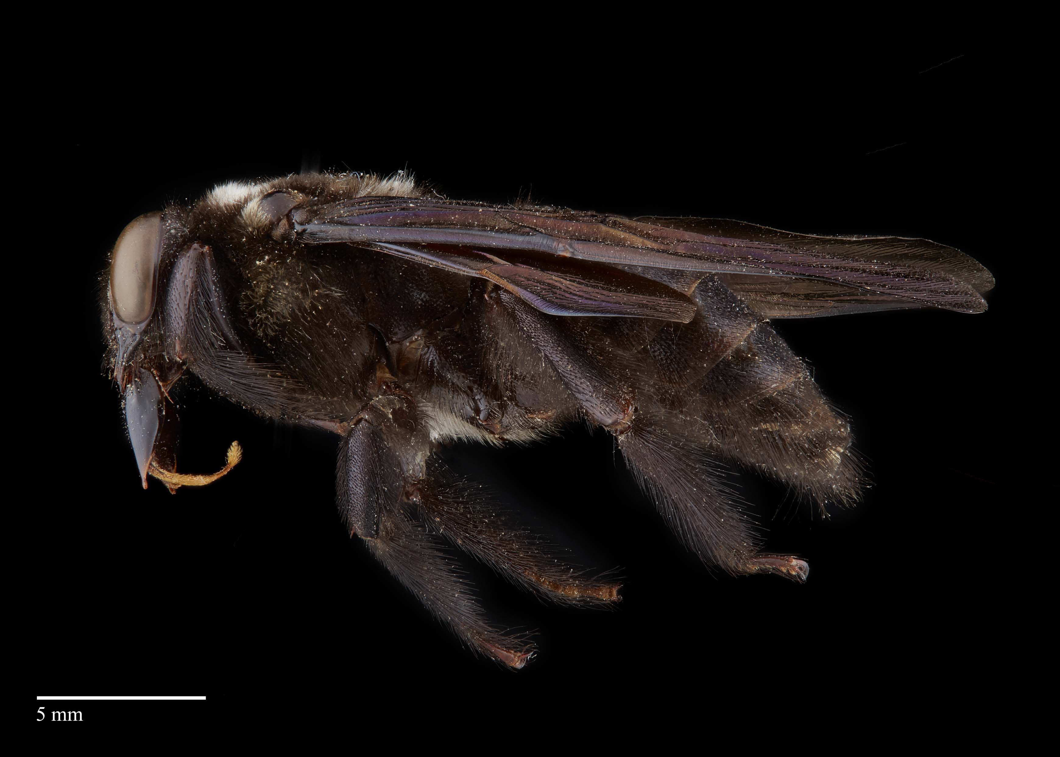 Biluna | Exotic Bee ID