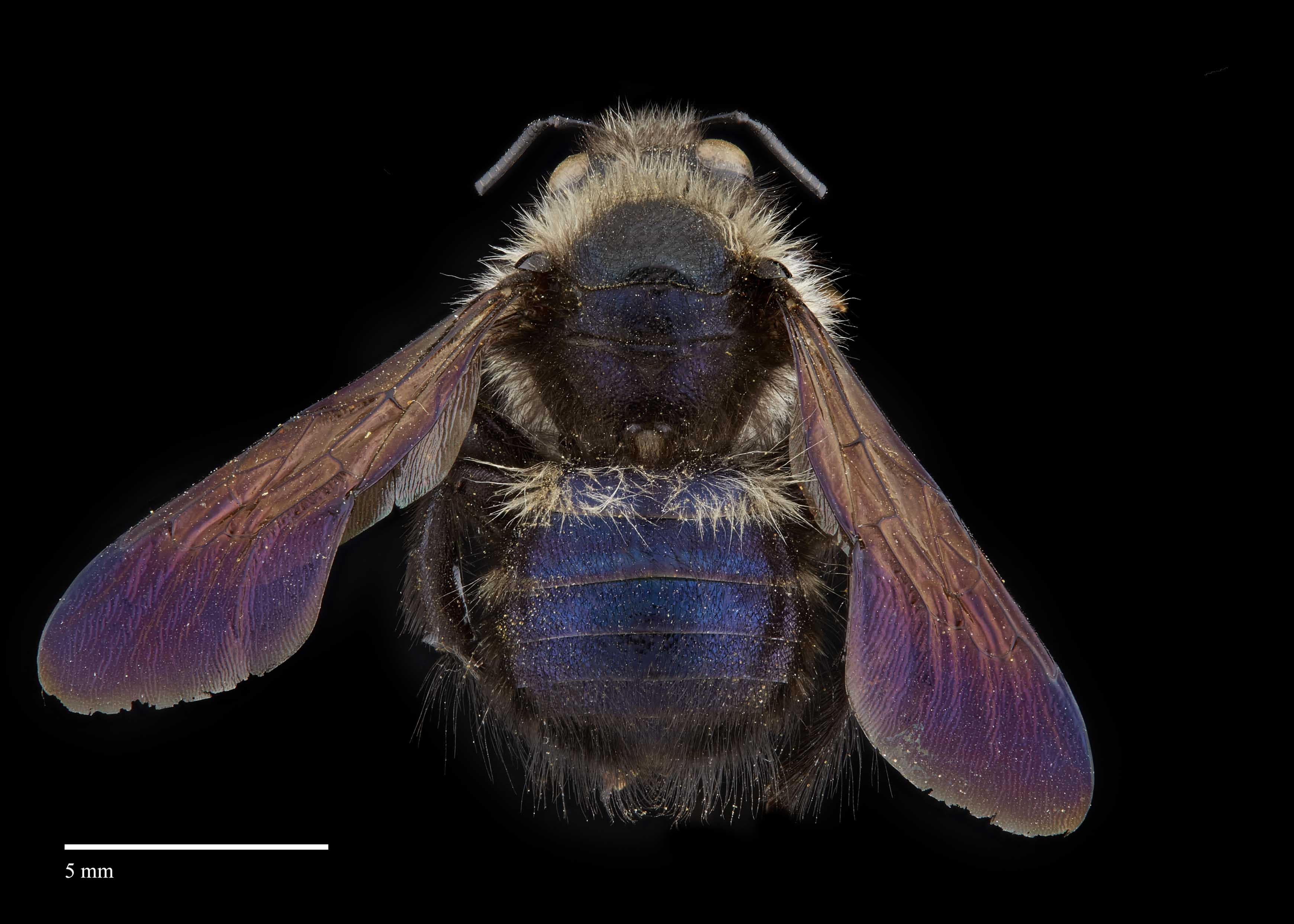 Copoxyla | Exotic Bee ID