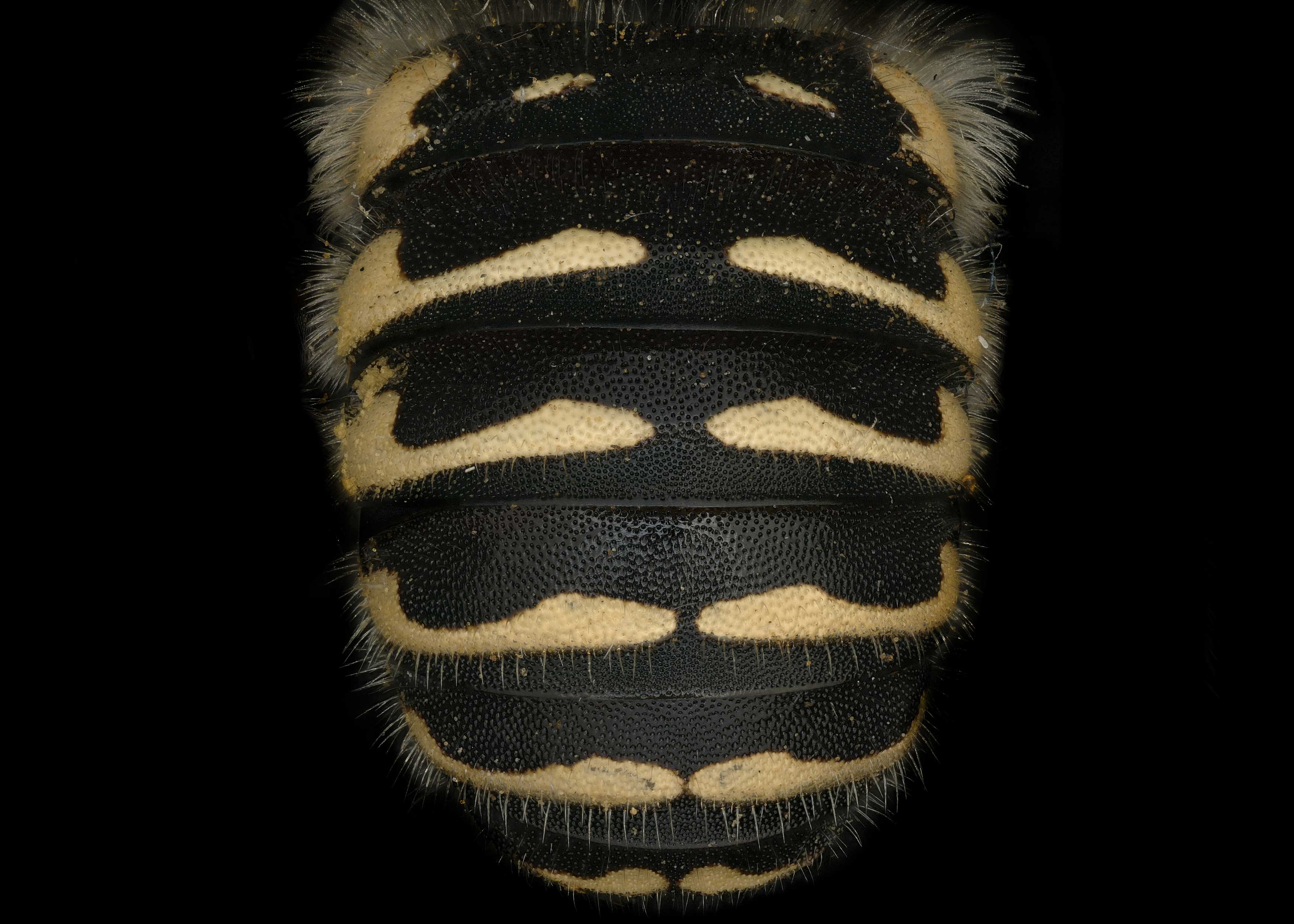 Anthidium psoraleae | Exotic Bee ID
