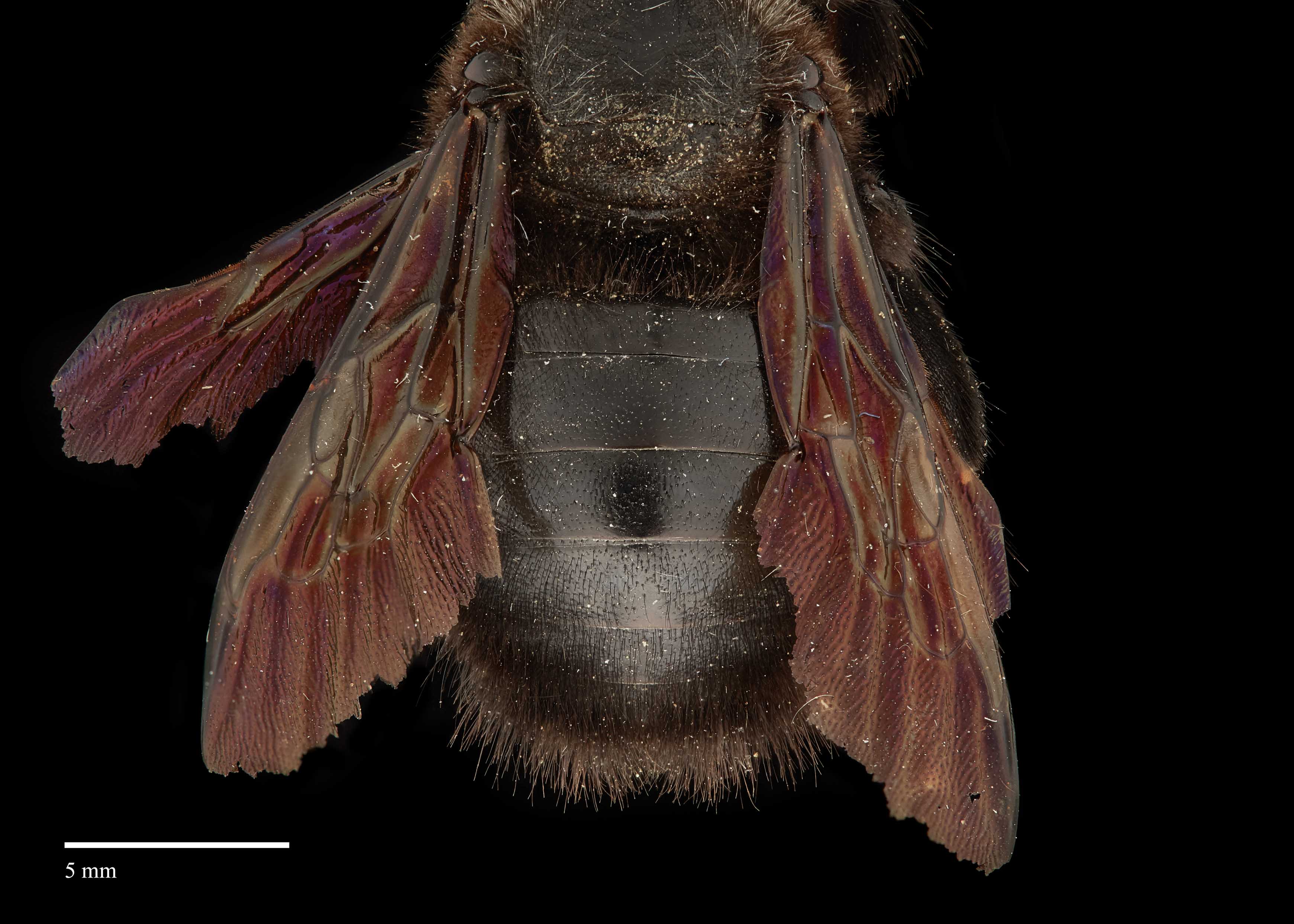 Xylocopa s. str. | Exotic Bee ID