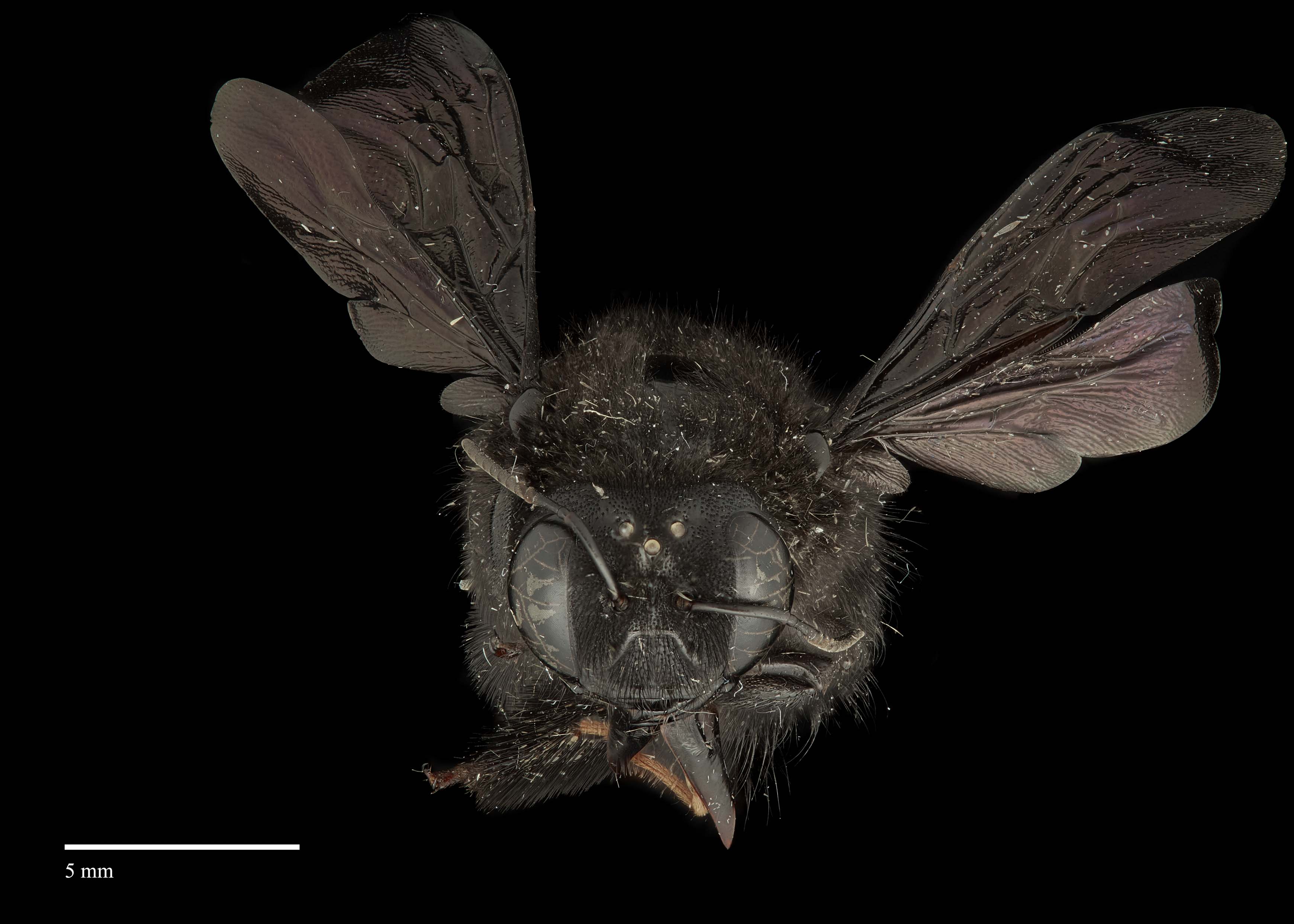 Stenoxylocopa | Exotic Bee ID