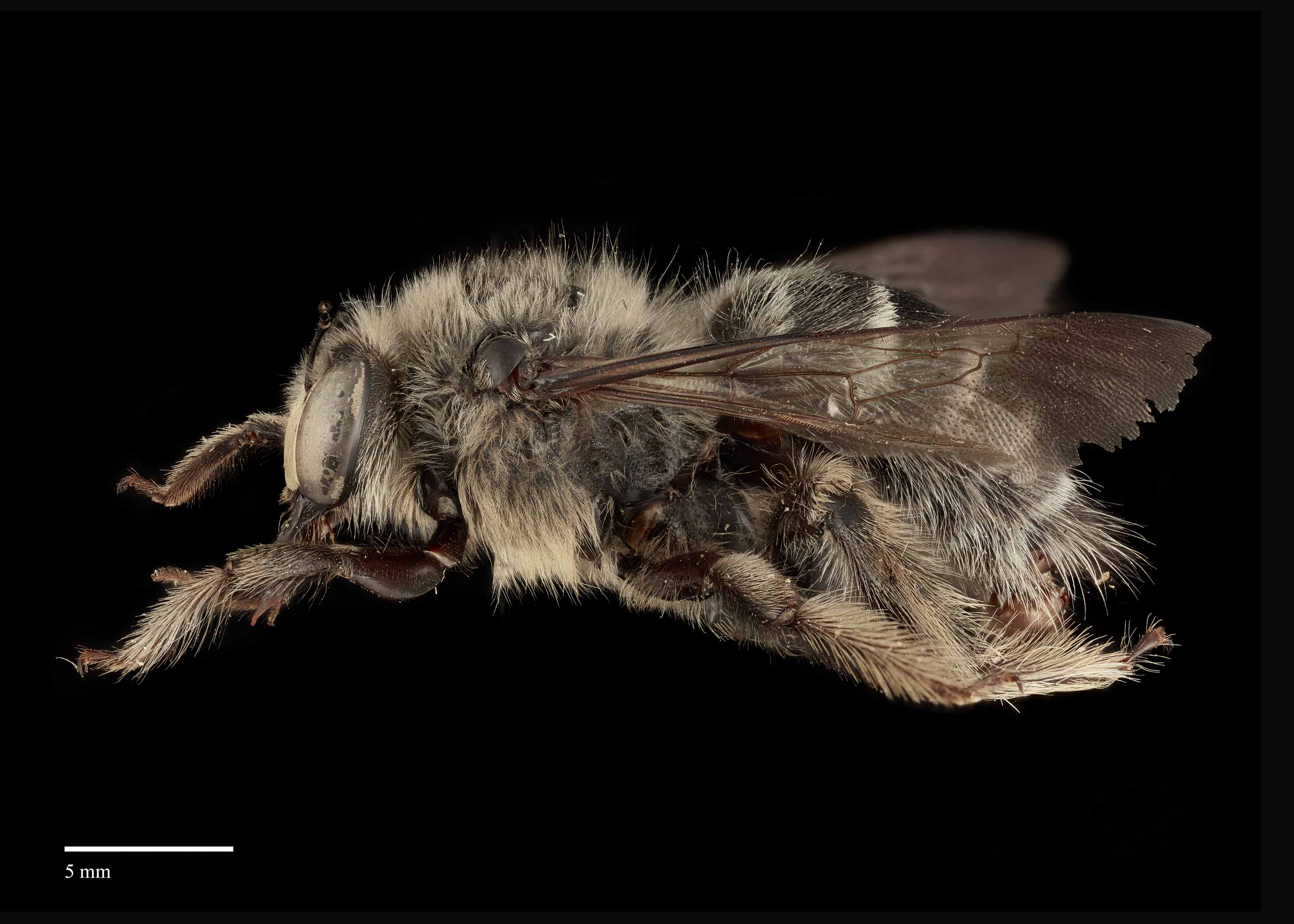 Xylomelissa | Exotic Bee ID