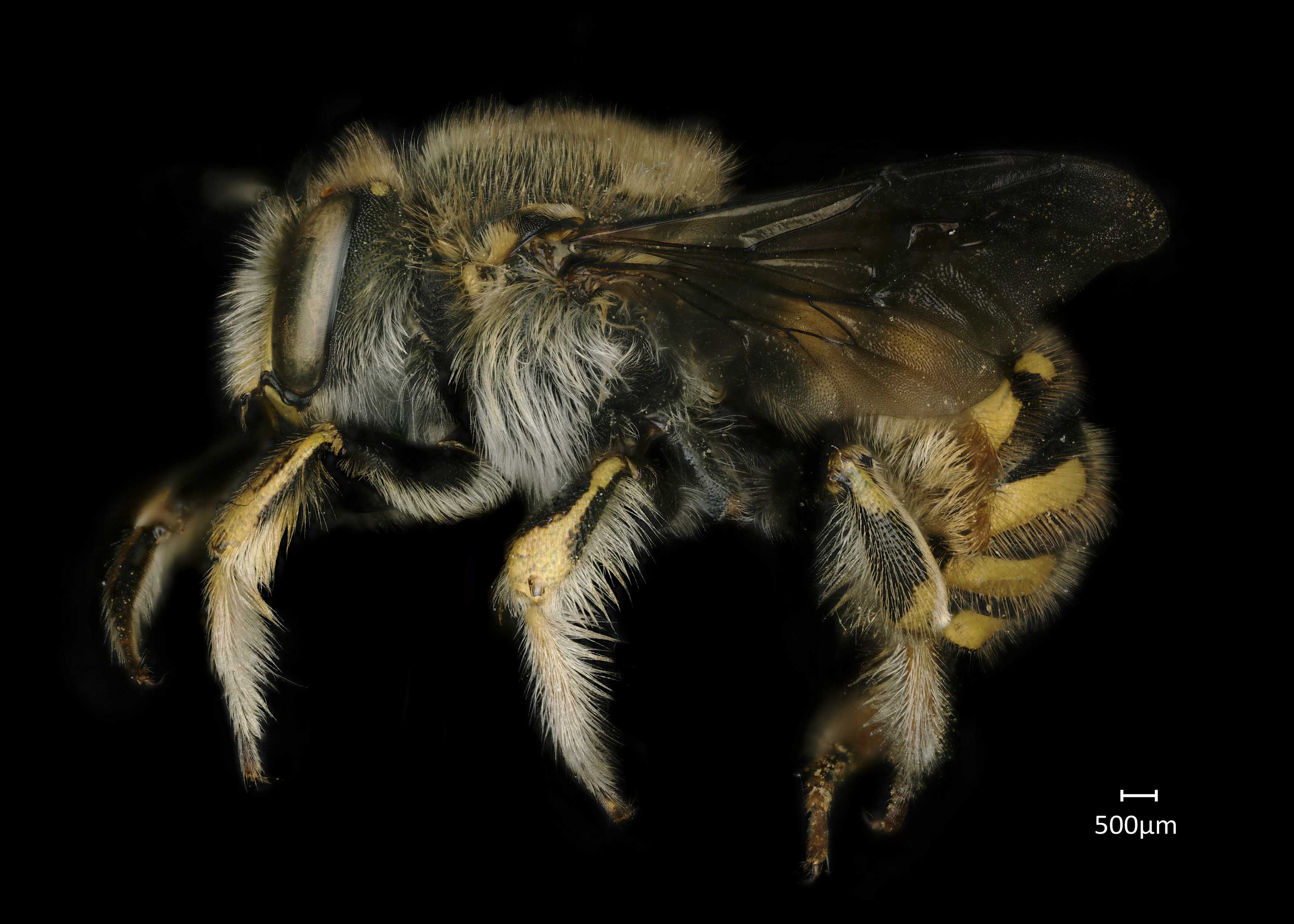 Anthidium manicatum | Exotic Bee ID