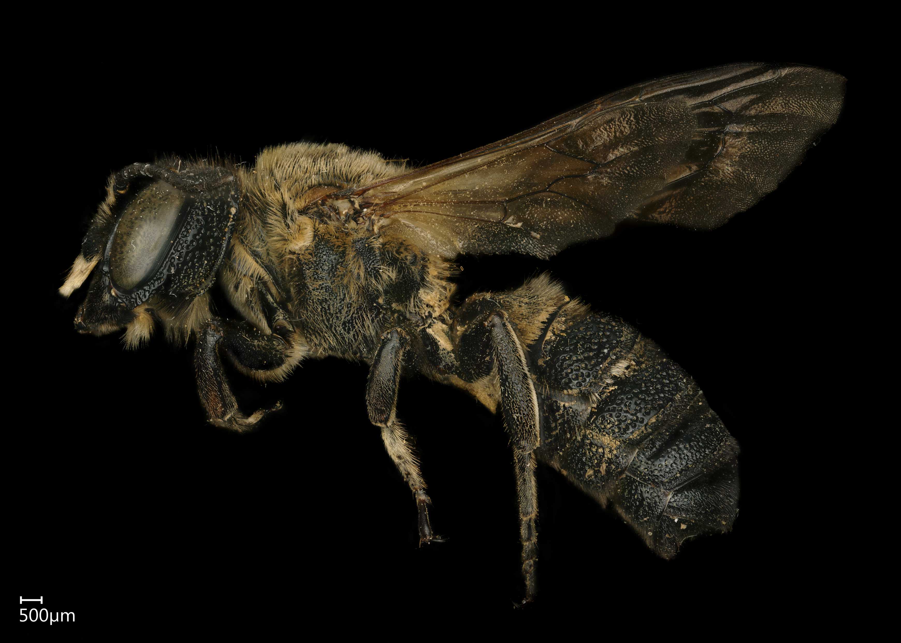Callomegachile | Exotic Bee ID