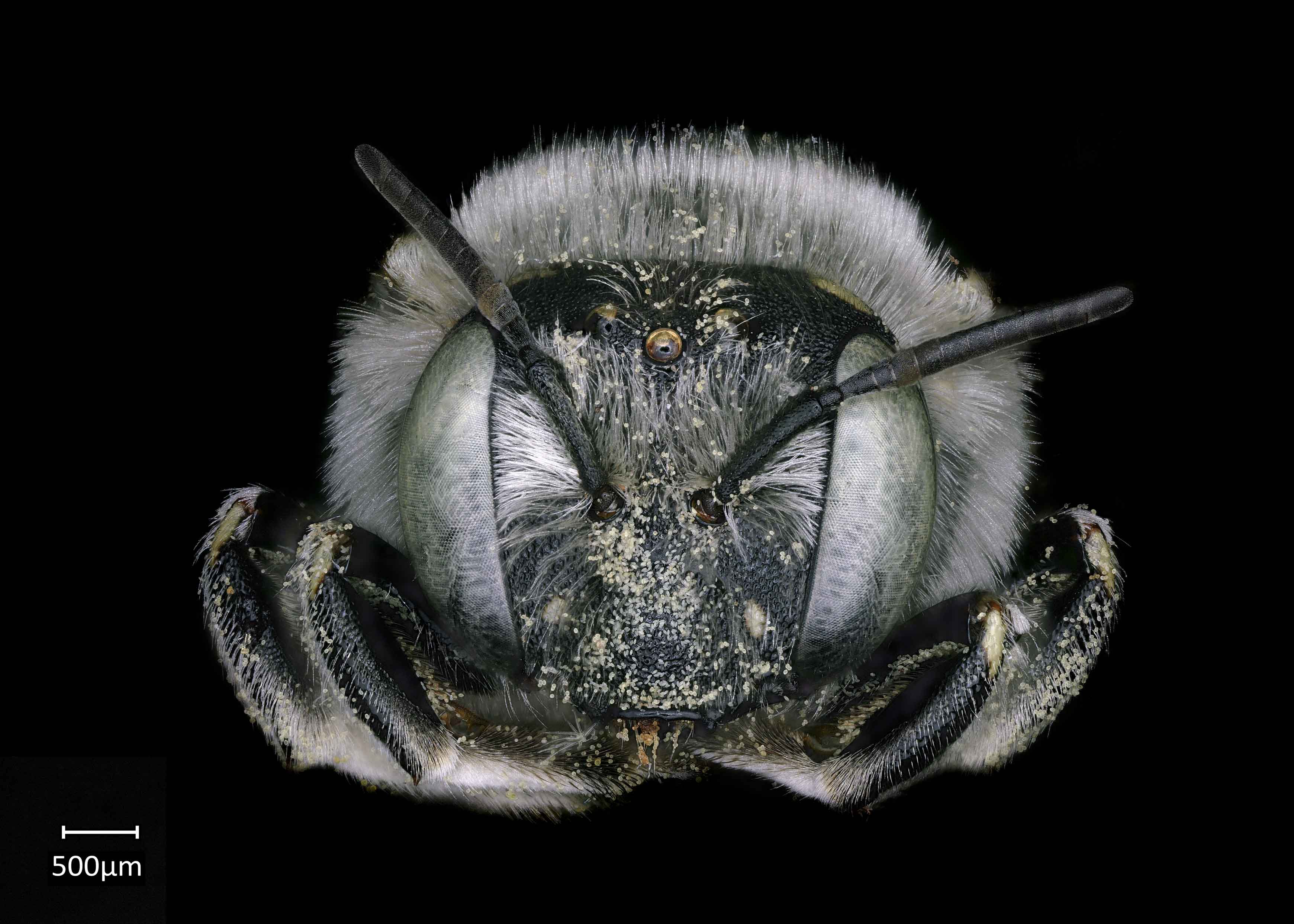 Anthidium schwarzi | Exotic Bee ID