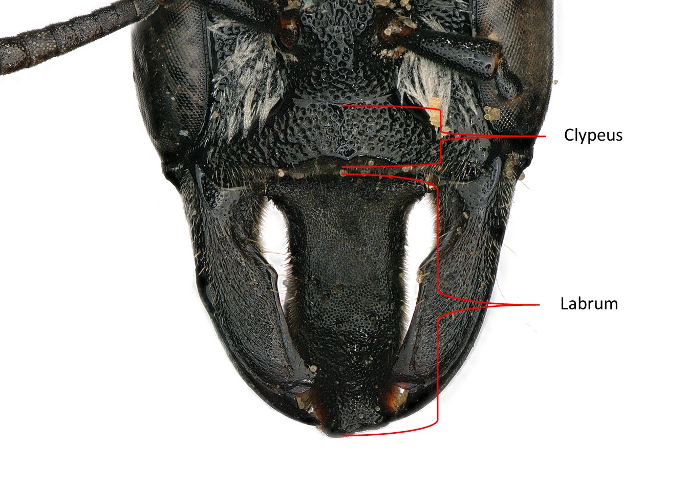 Hofferia | Exotic Bee ID