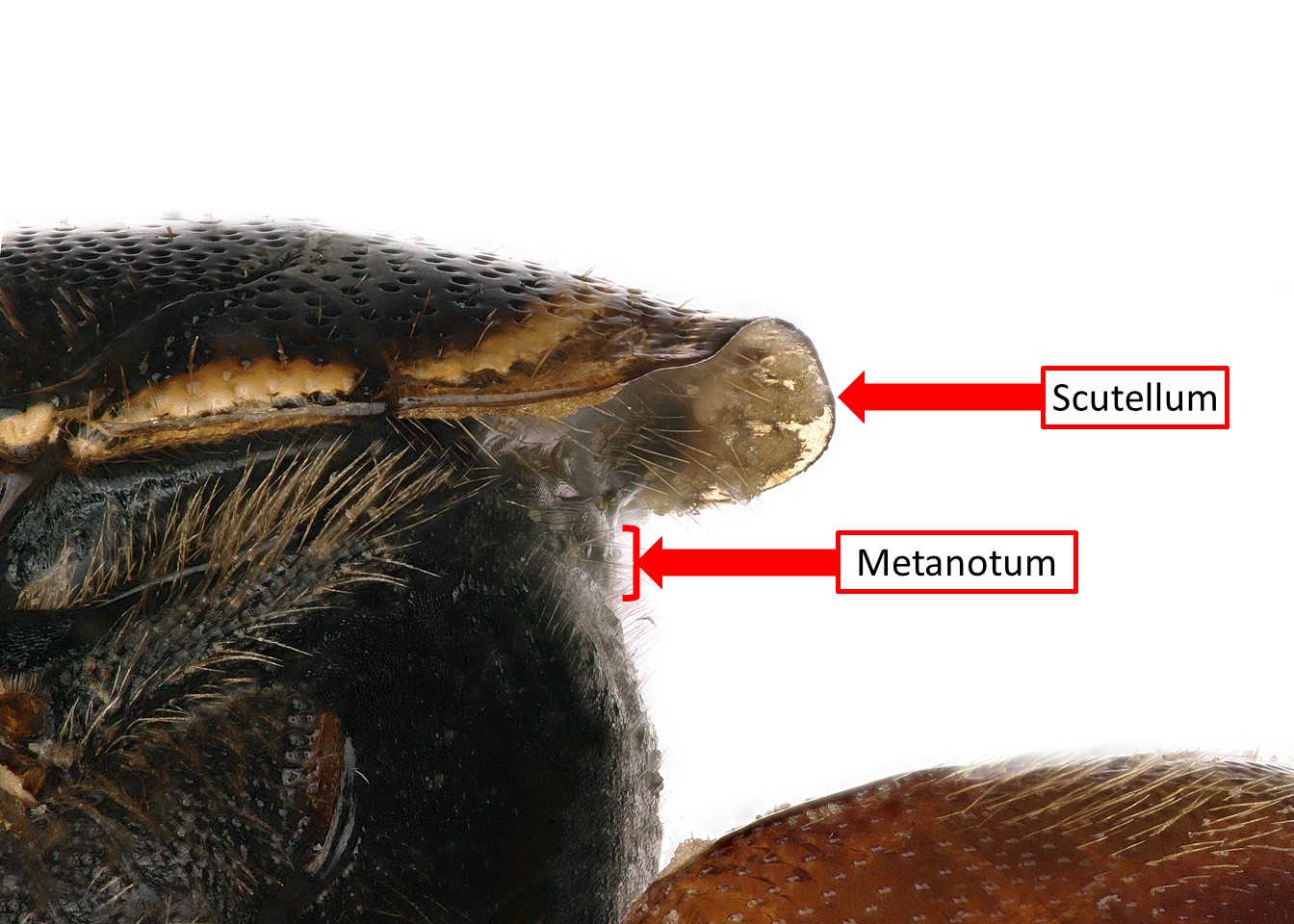 Pachyanthidium | Exotic Bee ID