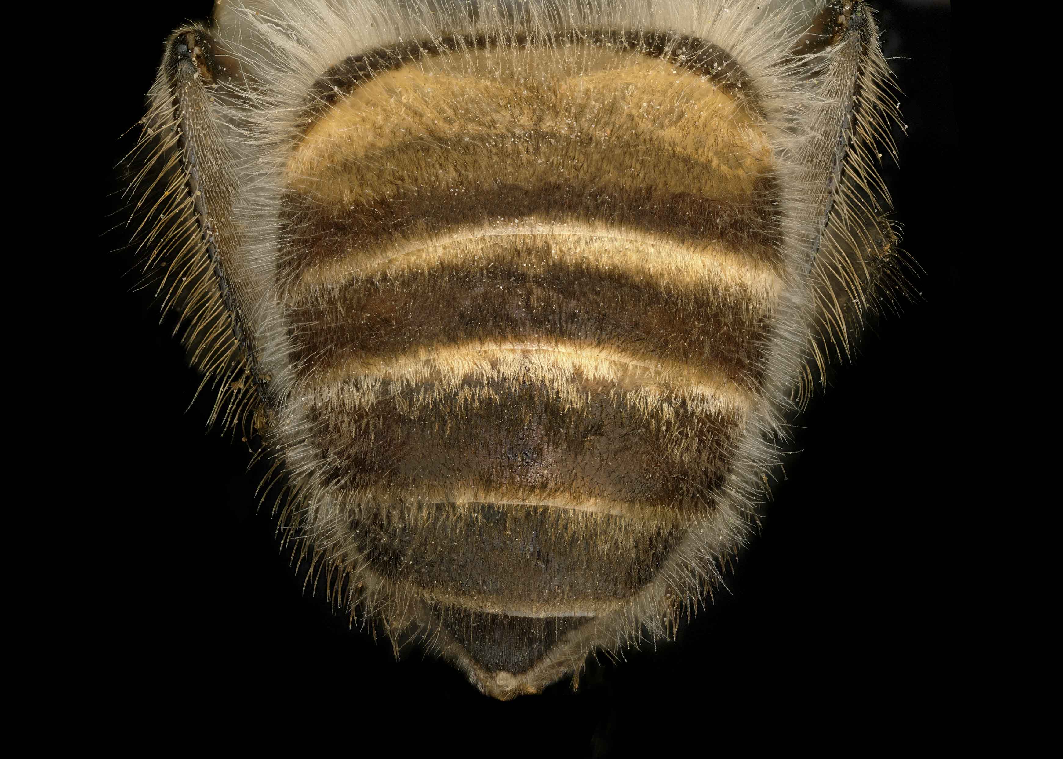 Apis cerana | Exotic Bee ID