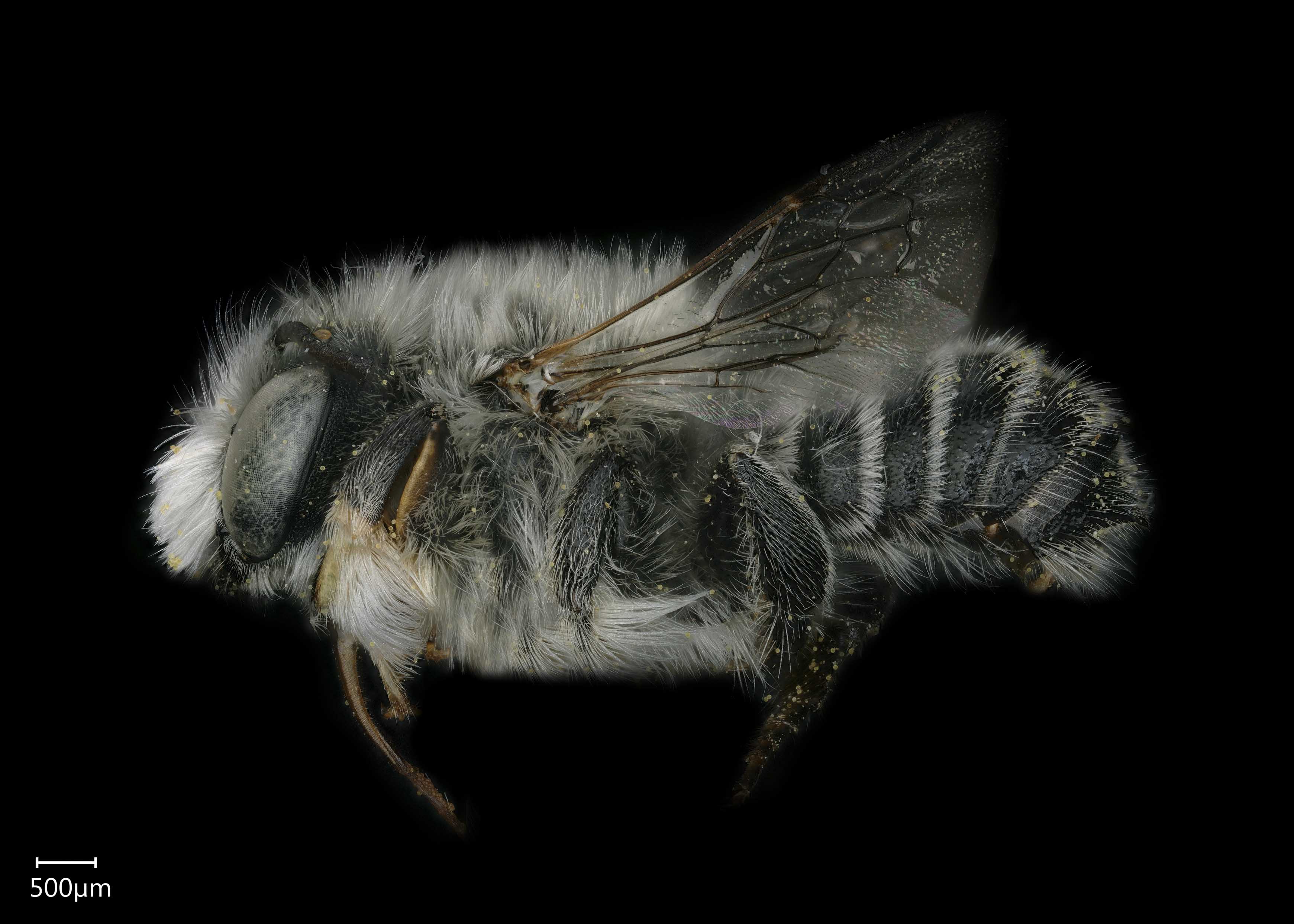 Megachile #40; Megachiloides #41; | Exotic Bee ID