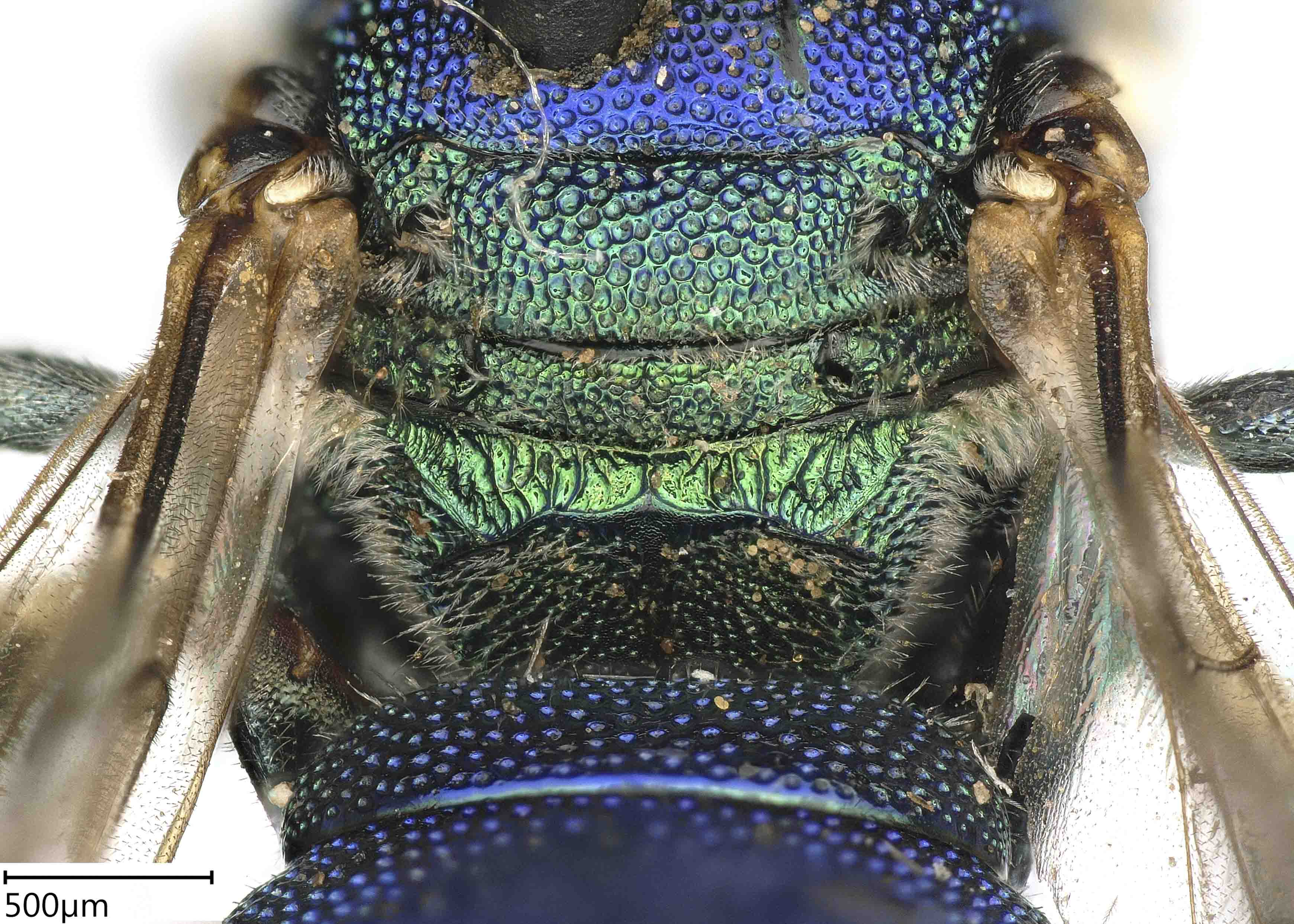 Ceratina #40; Pithitis #41; | Exotic Bee ID