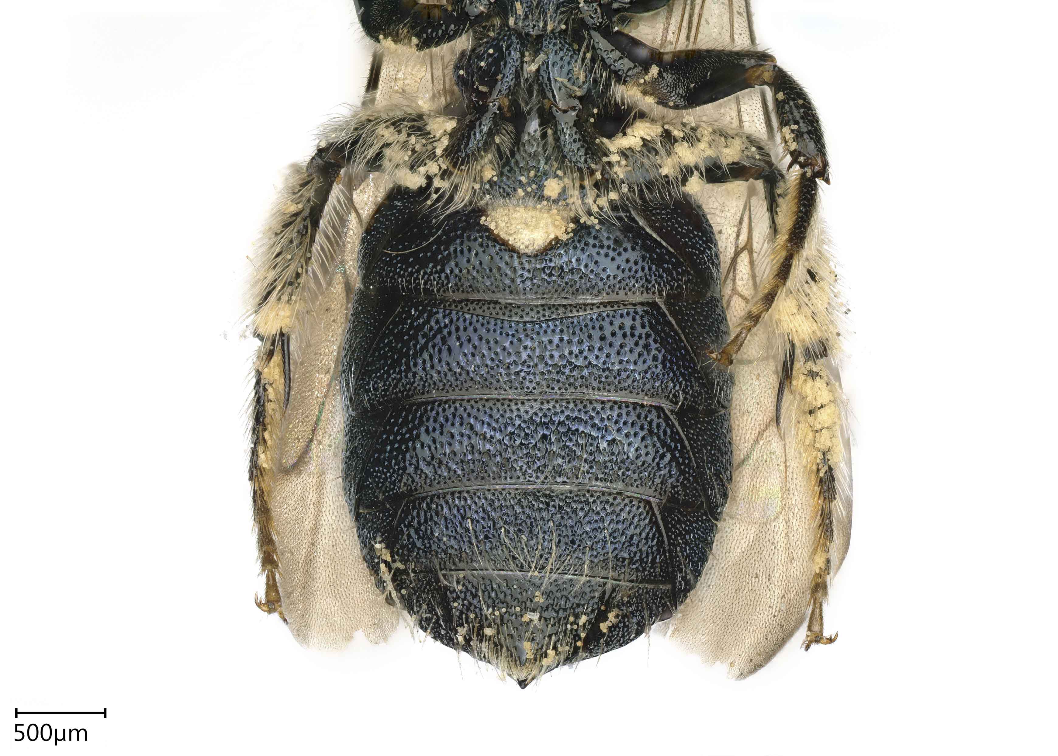 Ceratina #40; Rhysoceratina #41; | Exotic Bee ID