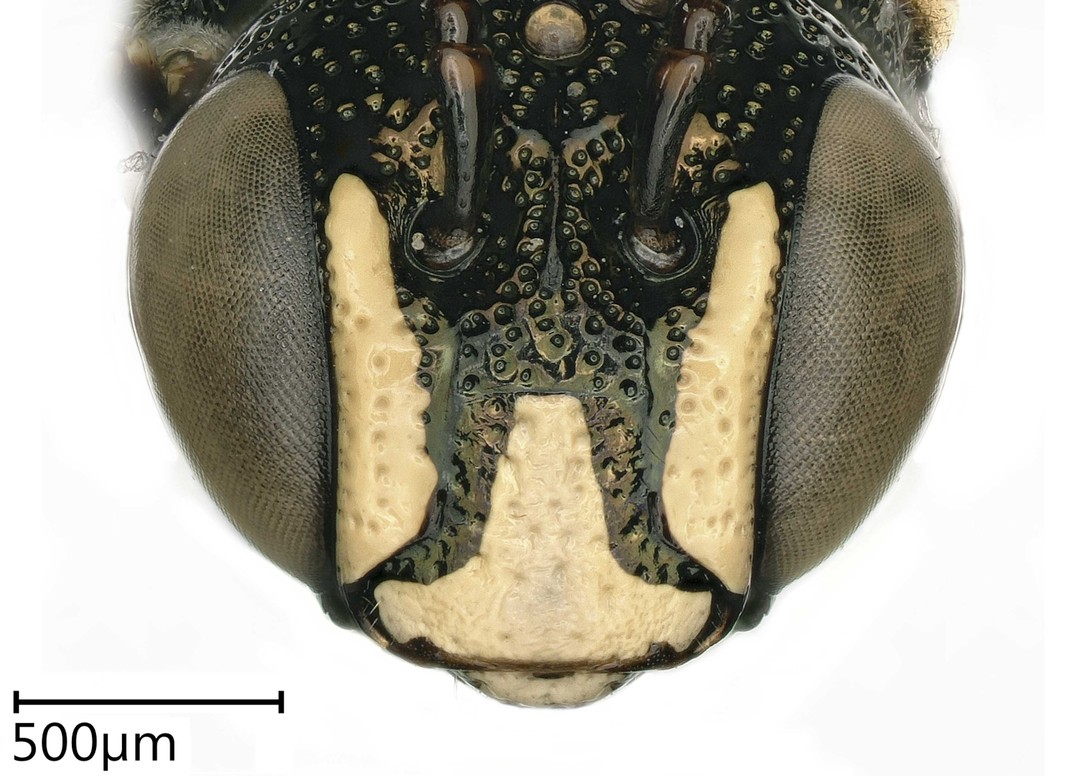 Ceratina #40; Rhysoceratina #41; | Exotic Bee ID