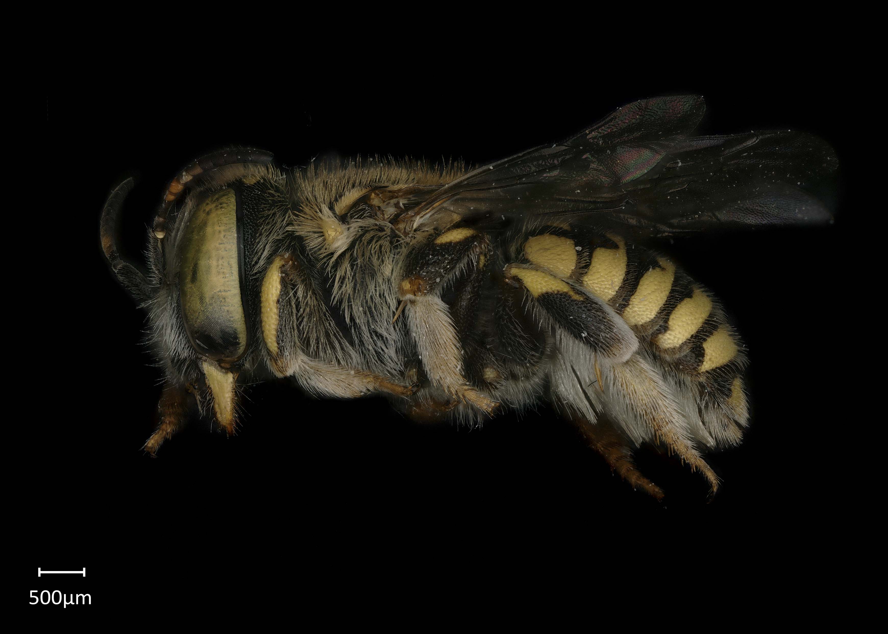 Anthidium jocosum | Exotic Bee ID