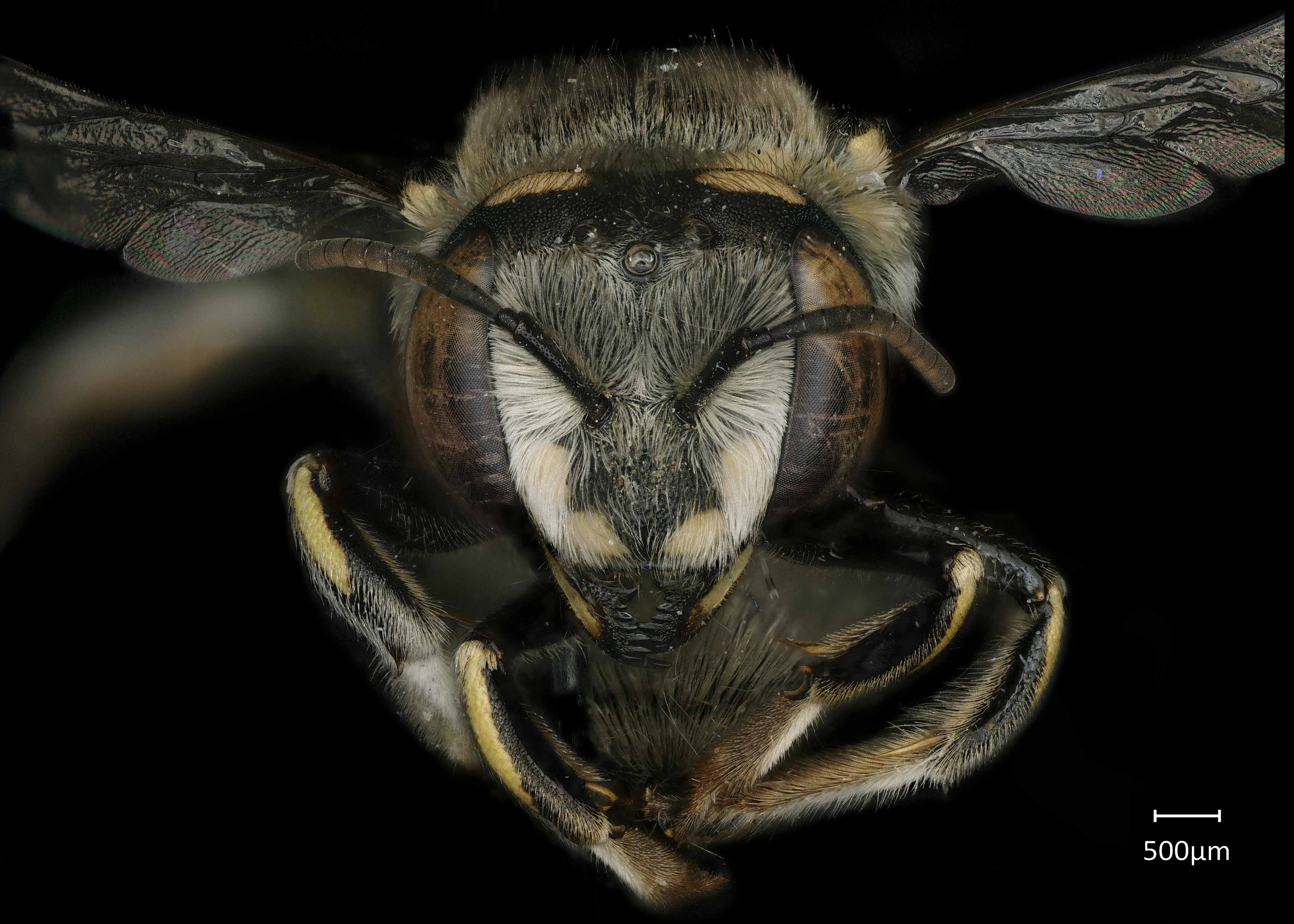 Anthidium (Anthidium) | Exotic Bee ID