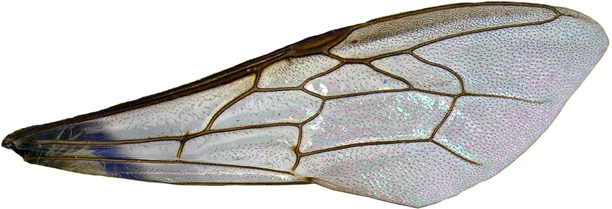 Apis andreniformis | Exotic Bee ID